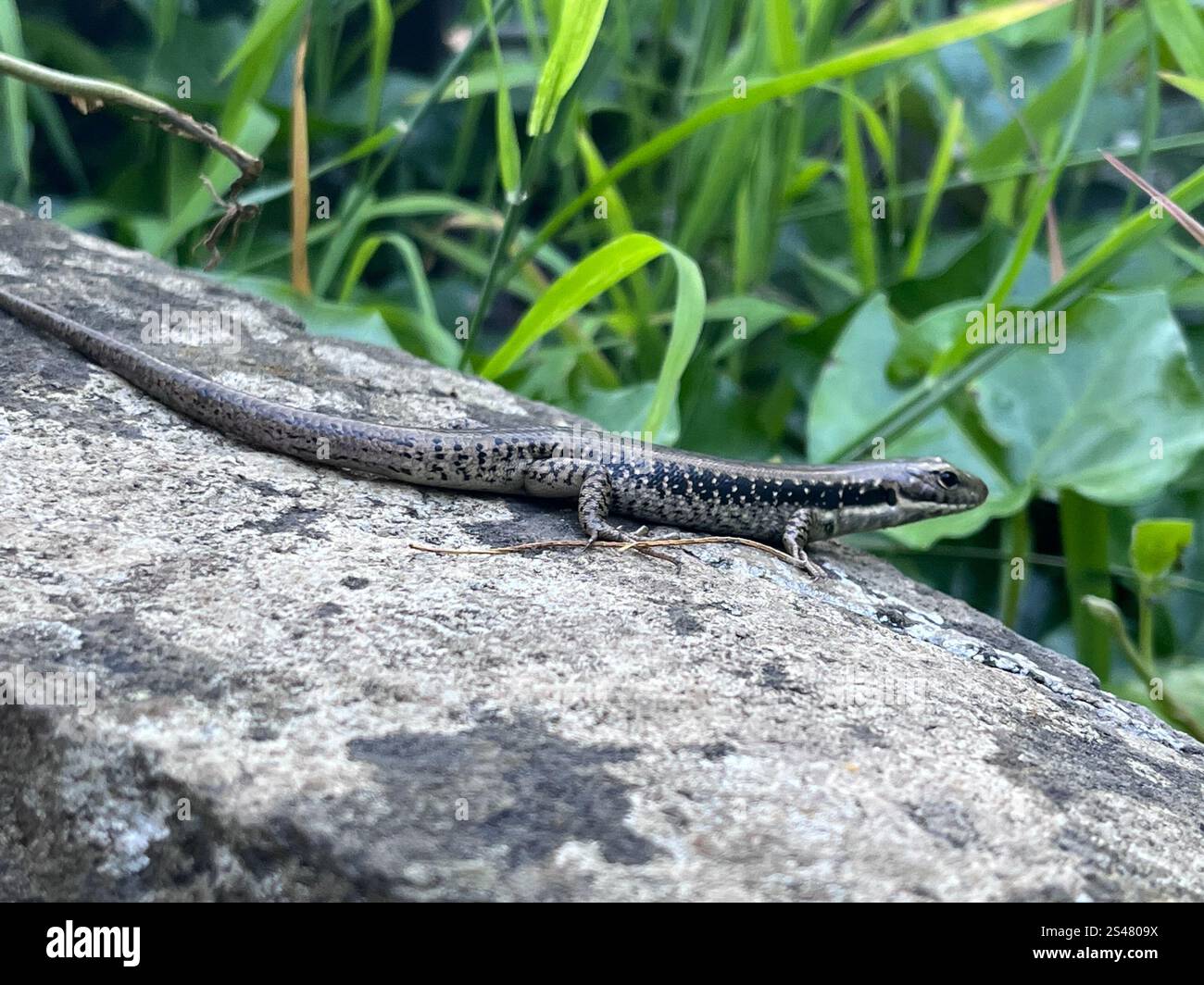 Southern Water Skink (Eulamprus tympanum Stock Photo - Alamy