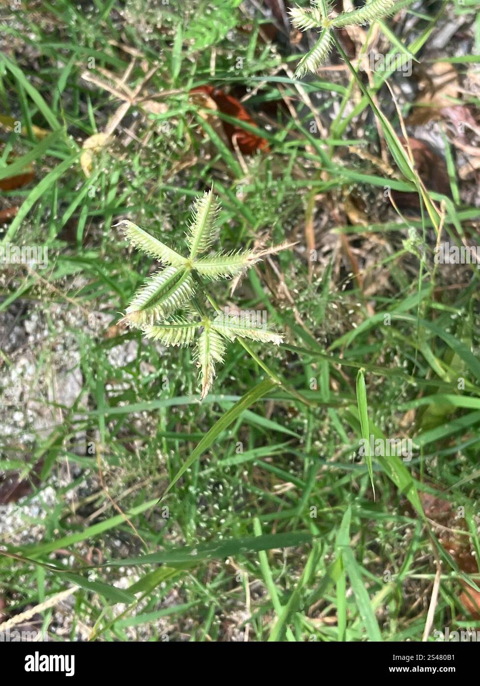 Durban Crowfoot (Dactyloctenium aegyptium Stock Photo - Alamy