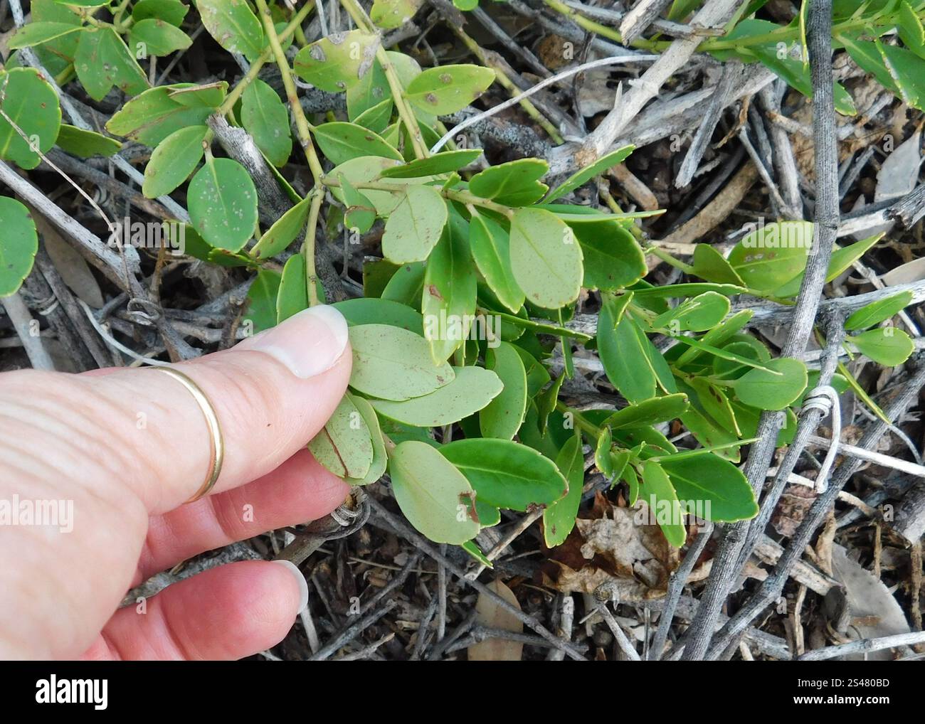 gallberry (Ilex glabra Stock Photo - Alamy
