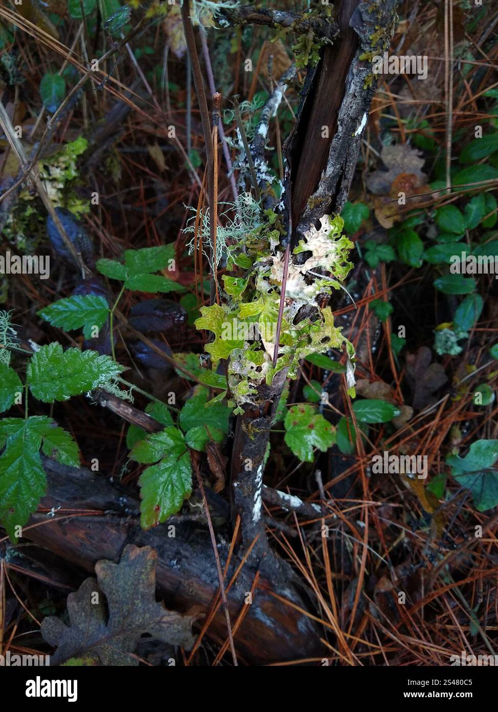 Tree Lungwort (Lobaria pulmonaria Stock Photo - Alamy