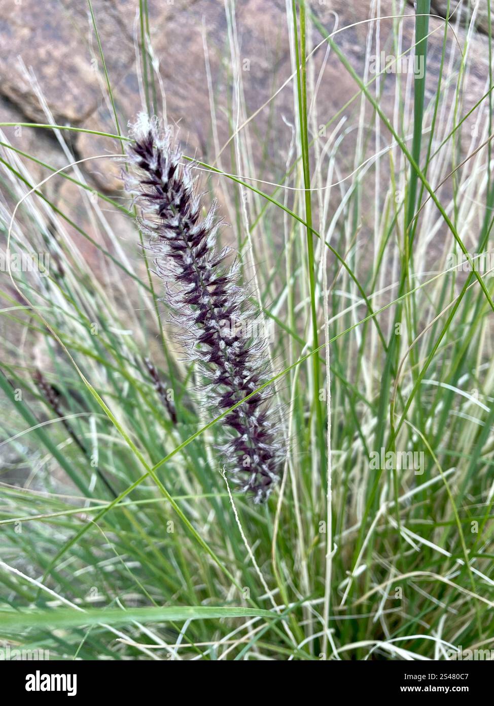 Fountain Grass (Cenchrus setaceus Stock Photo - Alamy