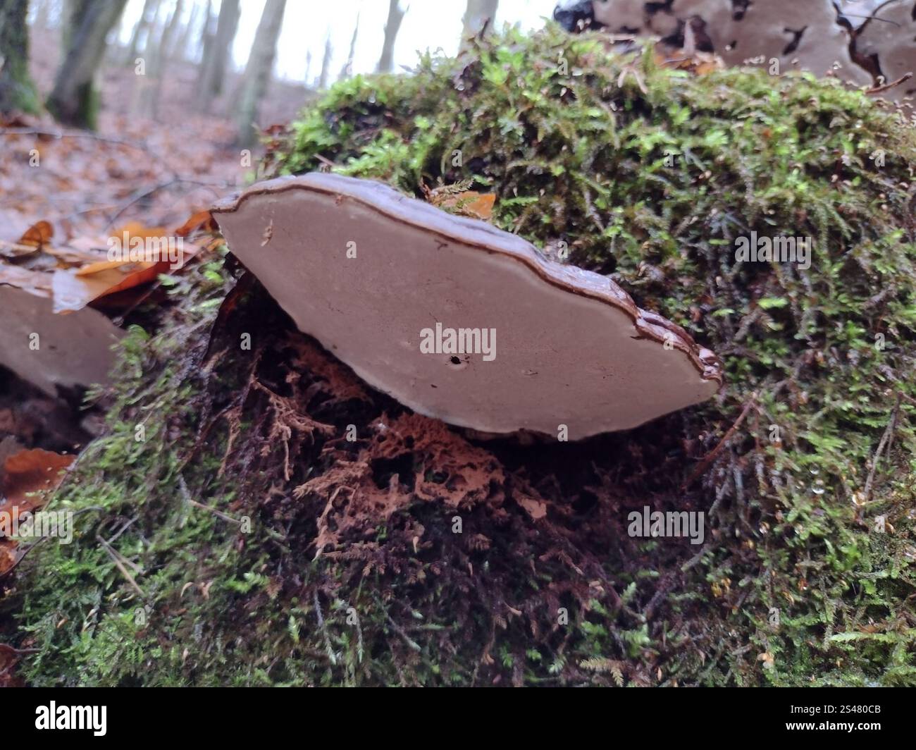 artist's bracket (Ganoderma applanatum Stock Photo - Alamy