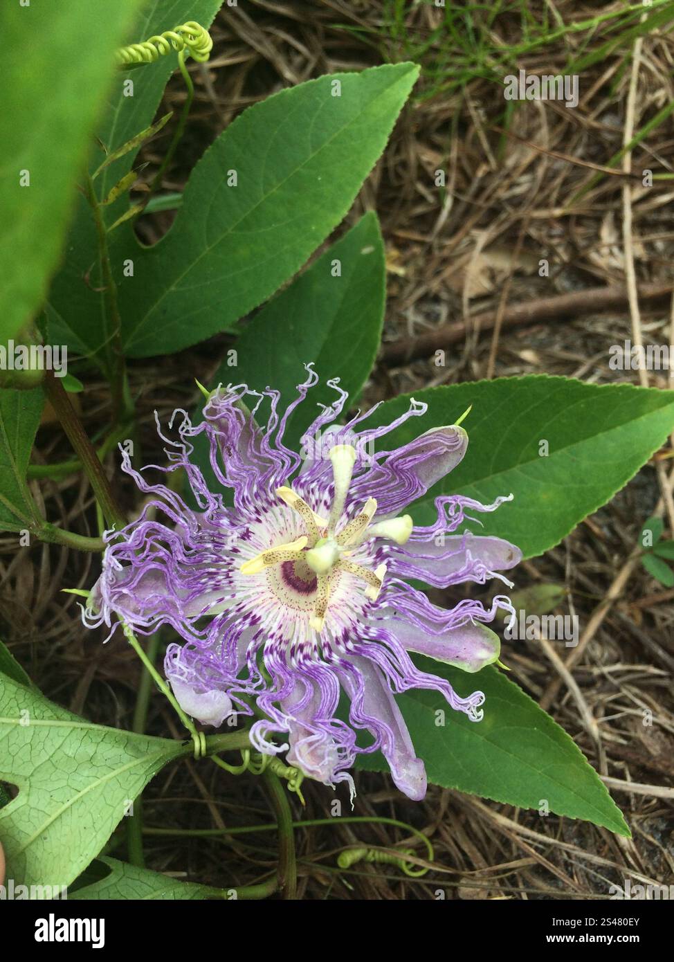purple passionflower (Passiflora incarnata Stock Photo - Alamy