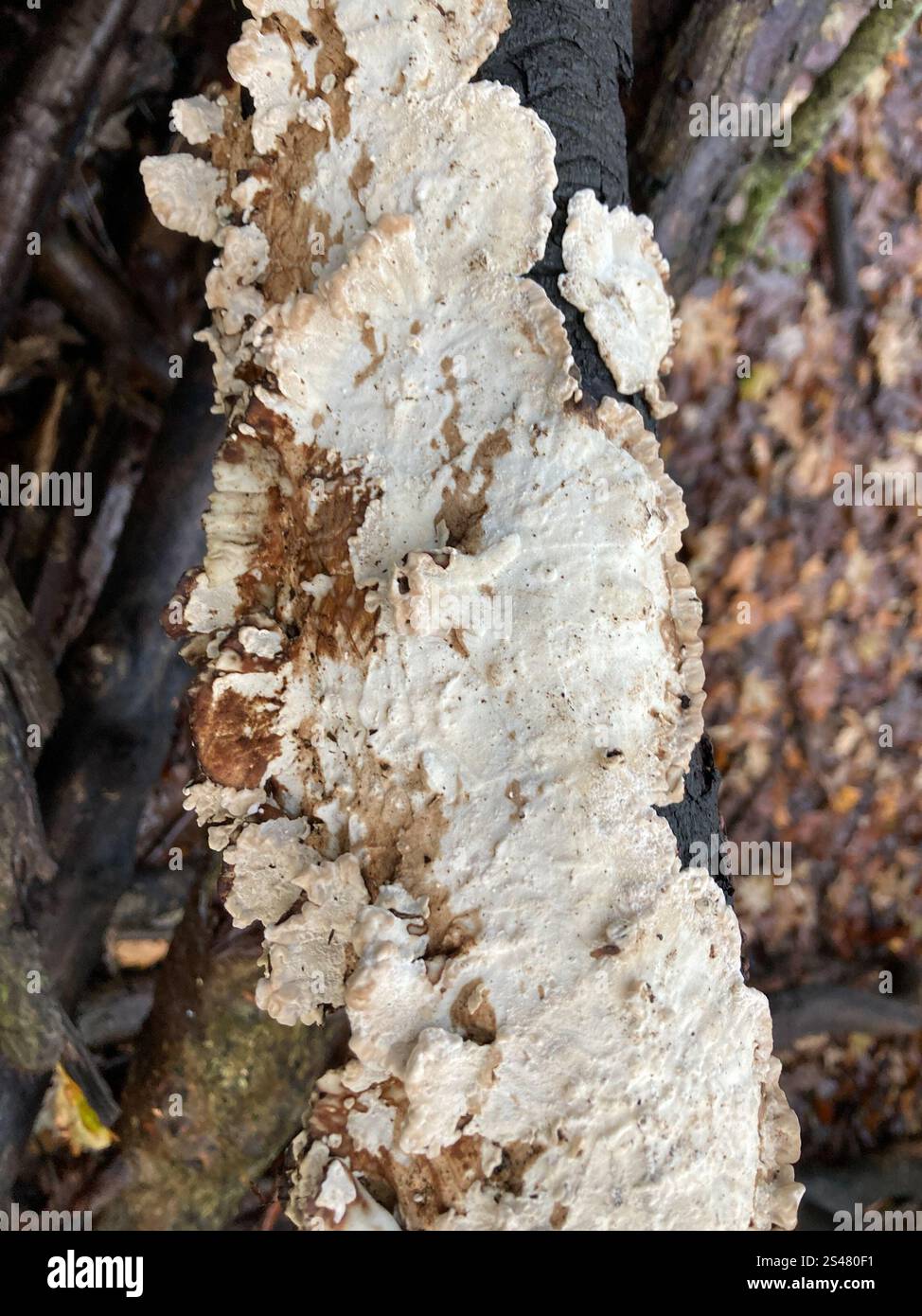 split porecrust (Xylodon paradoxus Stock Photo - Alamy