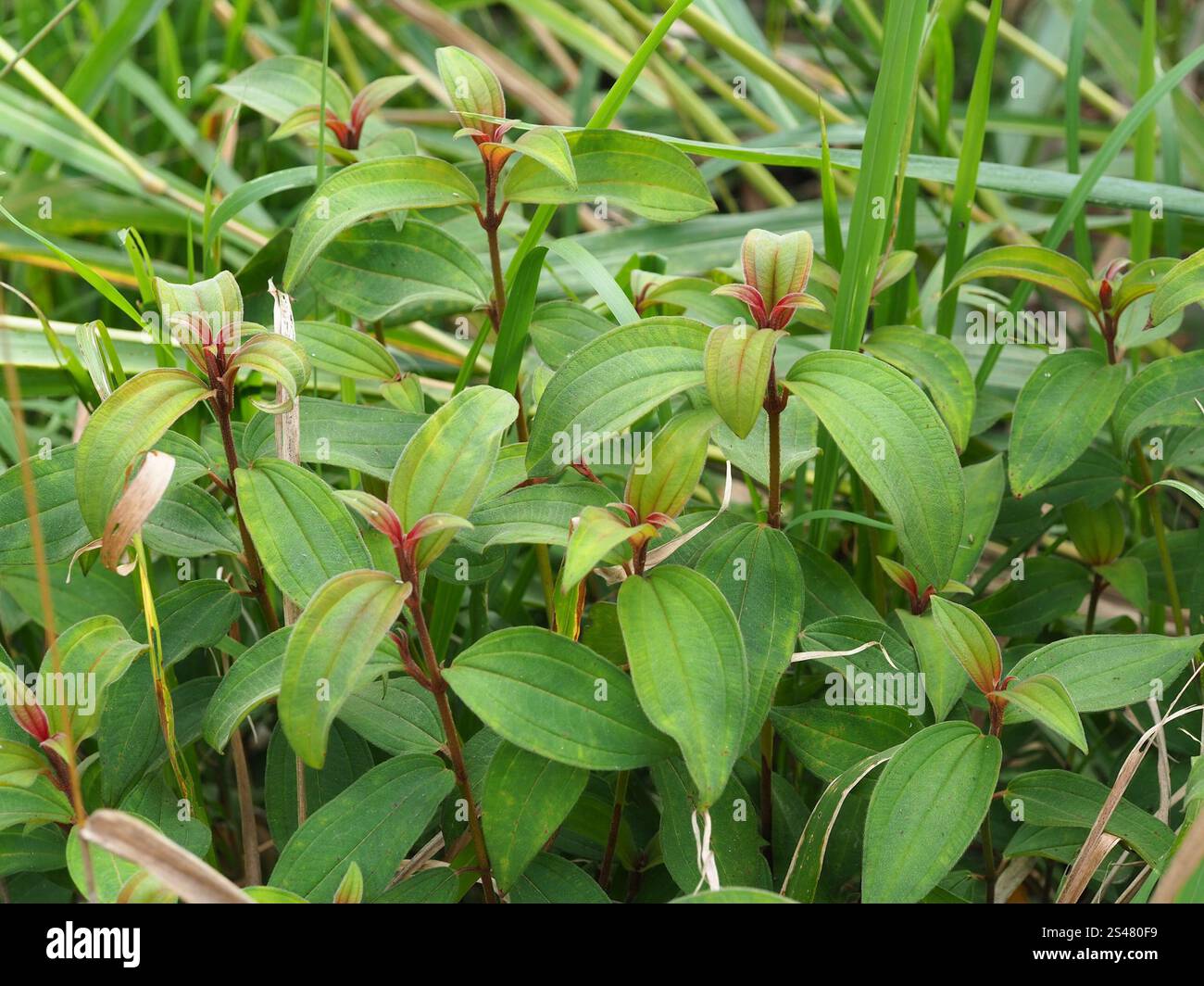 Common Melastoma (Melastoma candidum Stock Photo - Alamy