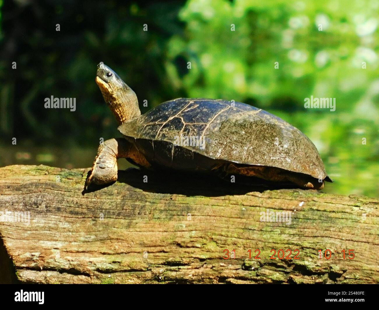 Black River Turtle (Rhinoclemmys funerea Stock Photo - Alamy