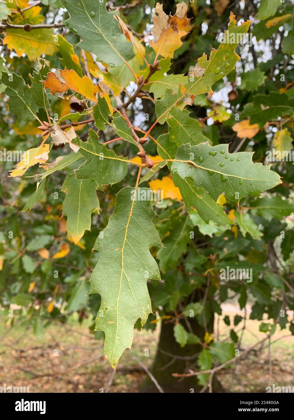 Oracle Oak (Quercus × morehus Stock Photo - Alamy