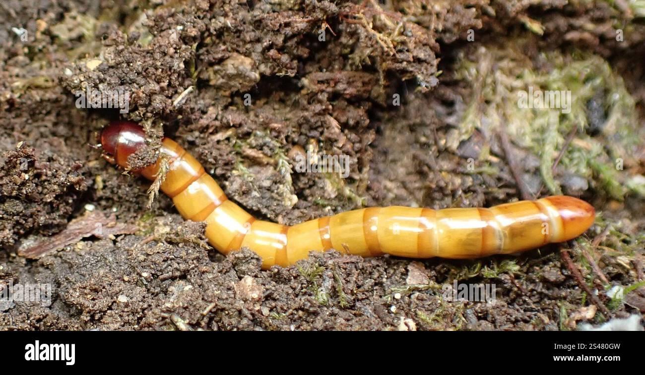 Water, Rove, Scarab, Long-horned, Leaf, and Snout Beetles (Polyphaga ...