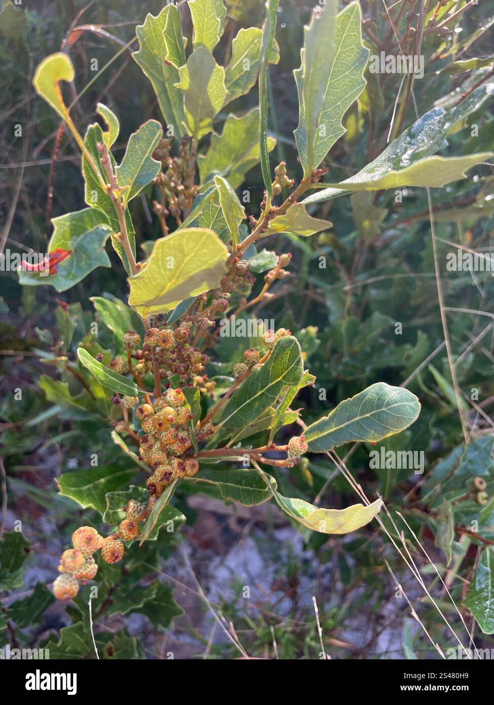 dwarf live oak (Quercus minima Stock Photo - Alamy
