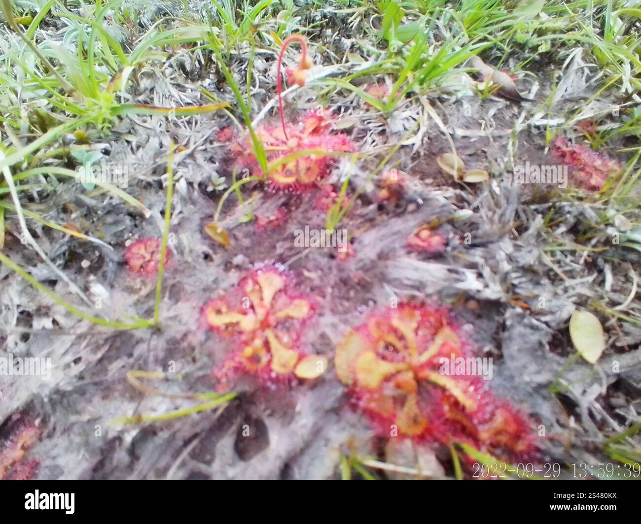 dwarf sundew (Drosera brevifolia Stock Photo - Alamy