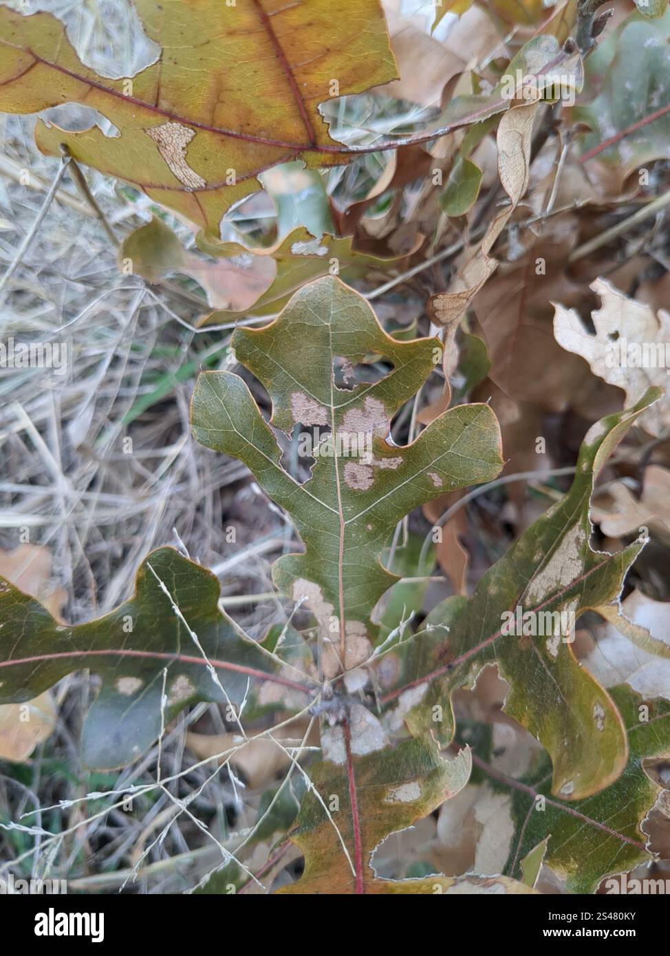 post oak (Quercus stellata Stock Photo - Alamy