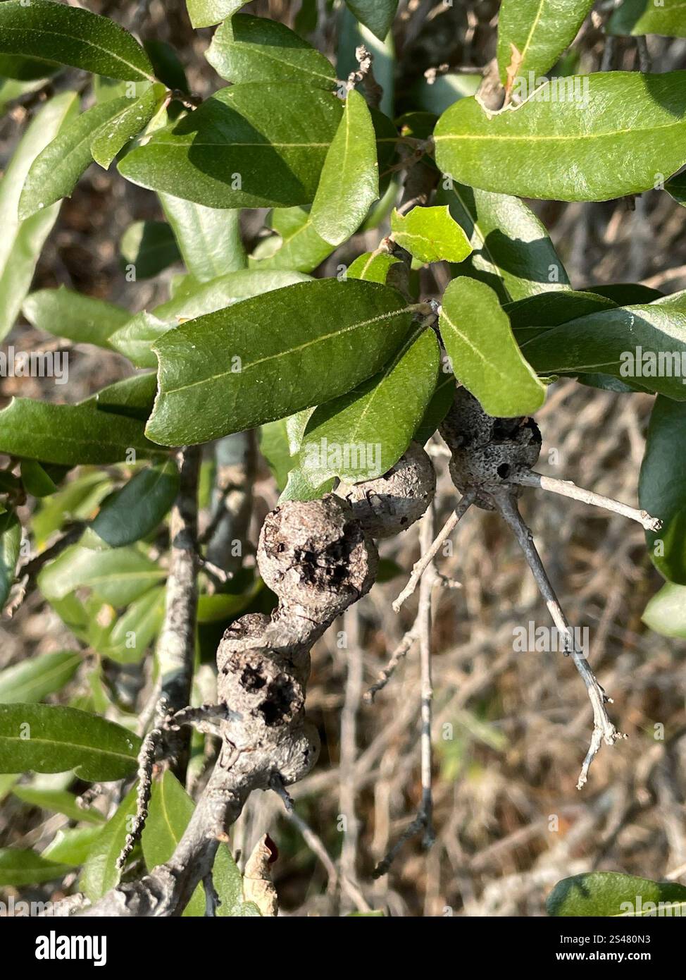 Southern Live Oak Stem Gall Wasp (Callirhytis quercusbatatoides Stock ...