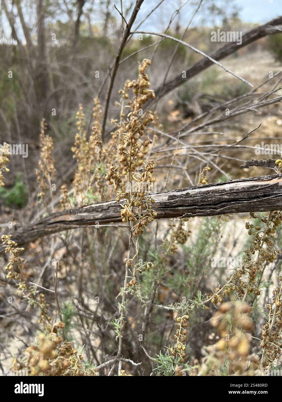 California sagebrush (Artemisia californica Stock Photo - Alamy