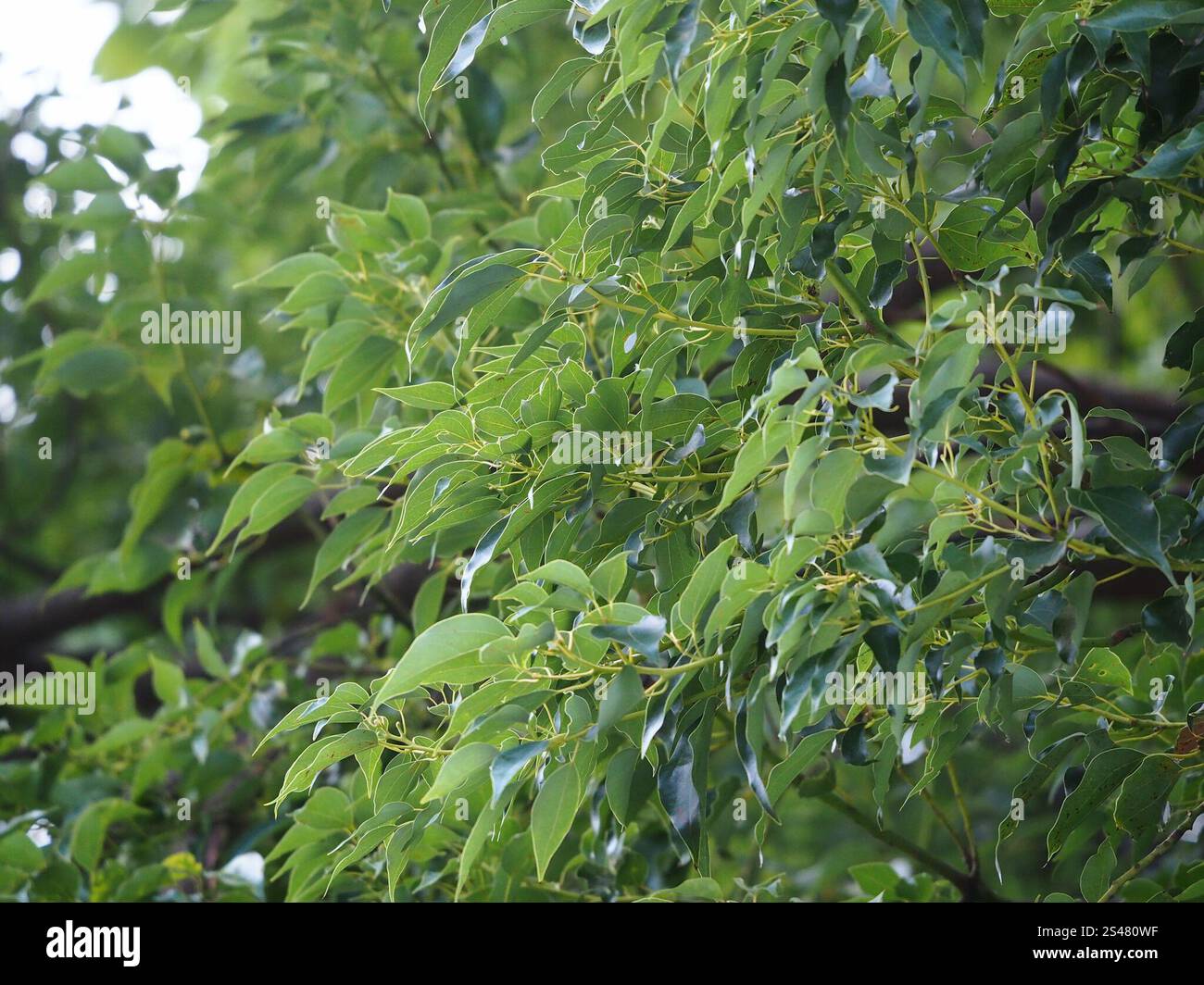 Camphor (Camphora officinarum Stock Photo - Alamy