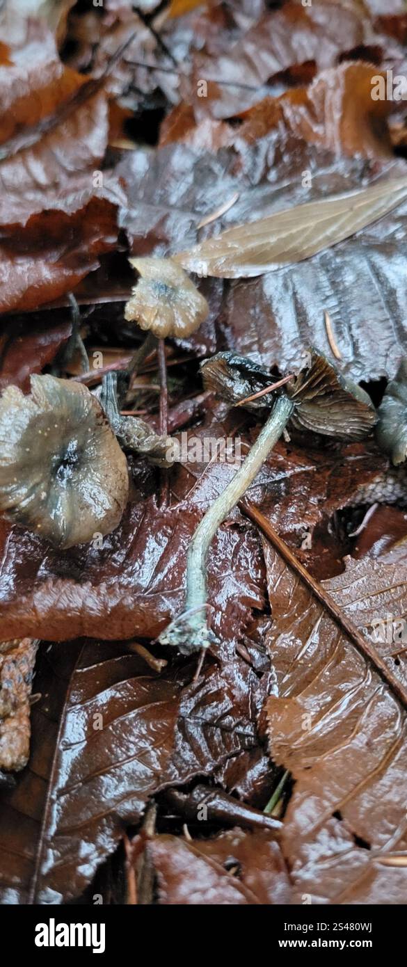 Wavy Cap (Psilocybe cyanescens Stock Photo - Alamy