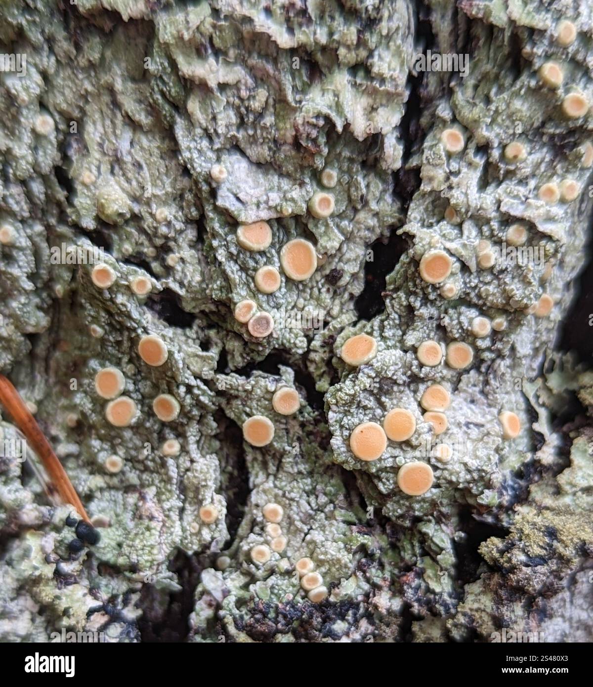 Smooth Saucer Lichen (Ochrolechia laevigata Stock Photo - Alamy