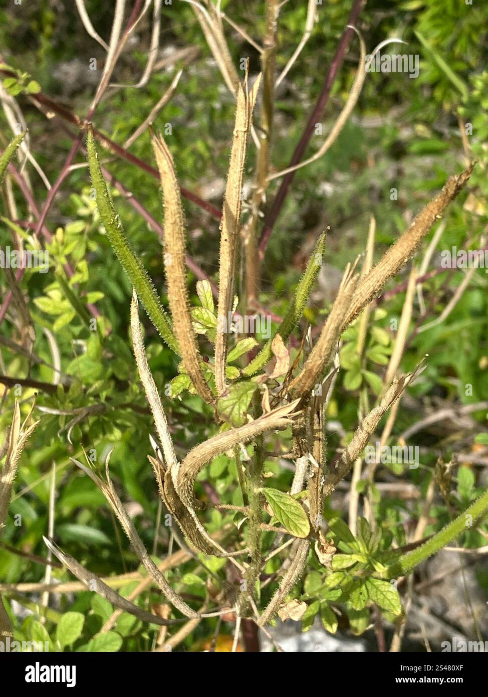 Asian spiderflower (Cleome viscosa Stock Photo - Alamy