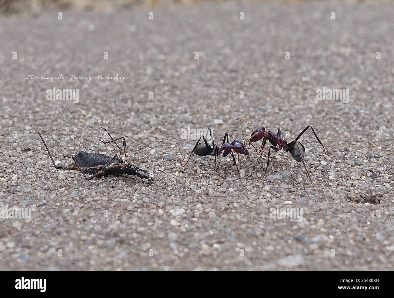 Southern Meat Ant (Iridomyrmex purpureus Stock Photo - Alamy