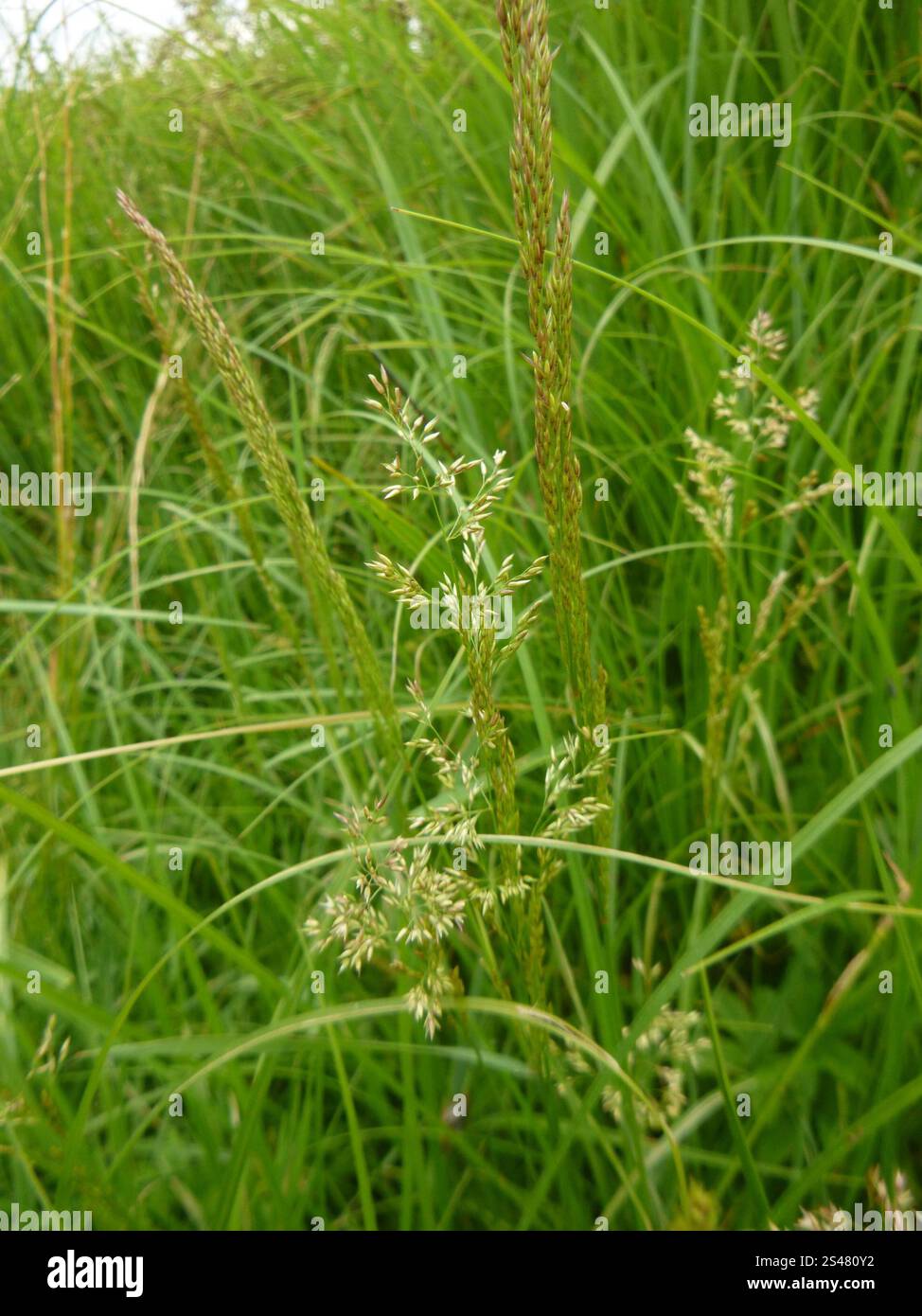 Yorkshire fog (Holcus lanatus Stock Photo - Alamy