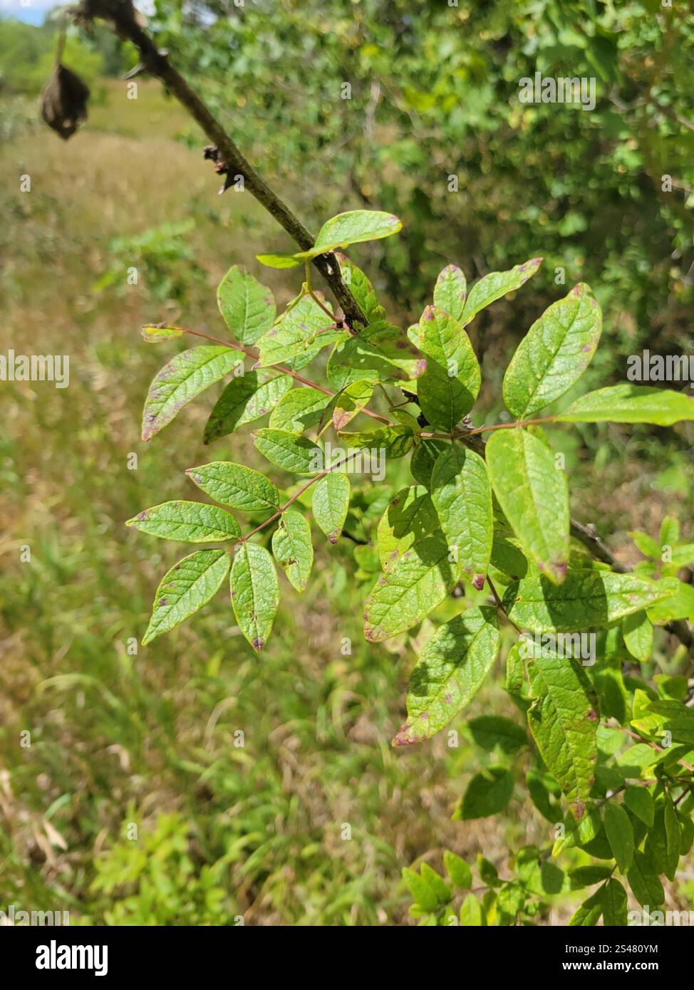 common prickly ash (Zanthoxylum americanum Stock Photo - Alamy