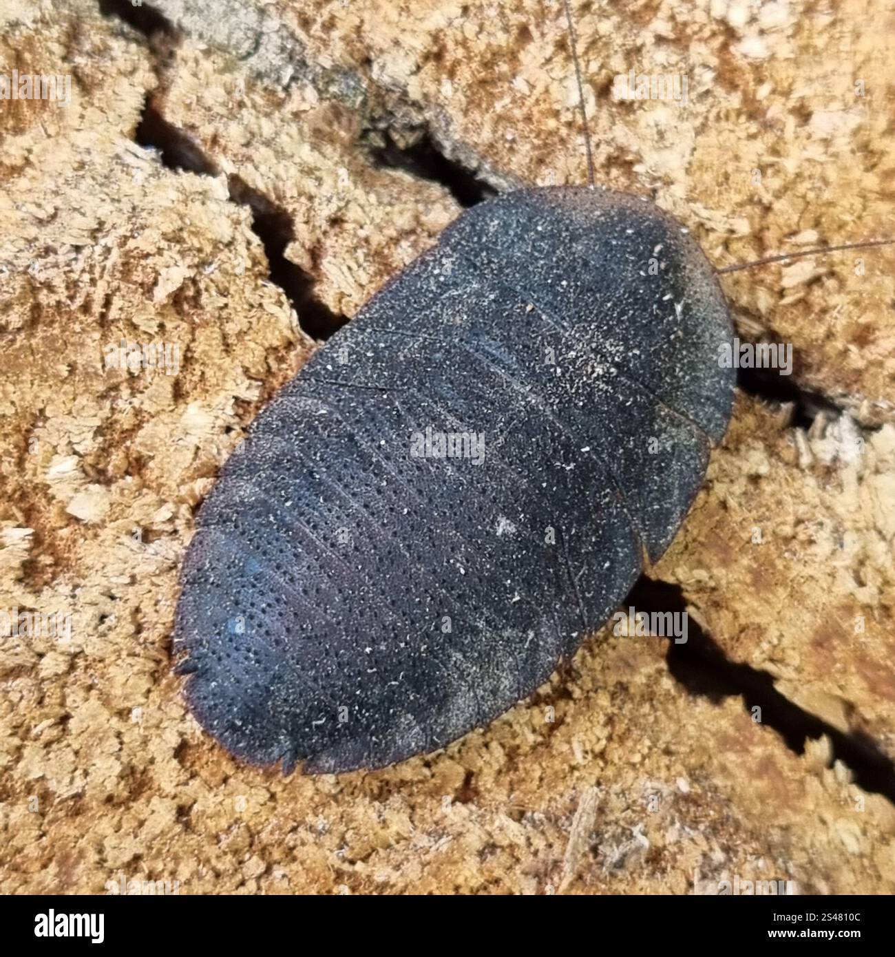 bark cockroach (Laxta granicollis Stock Photo - Alamy