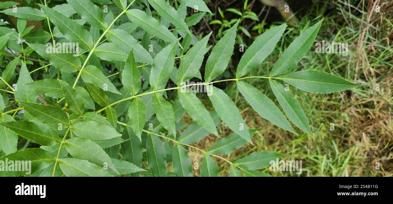 Narrow-leaved Ash (Fraxinus angustifolia Stock Photo - Alamy