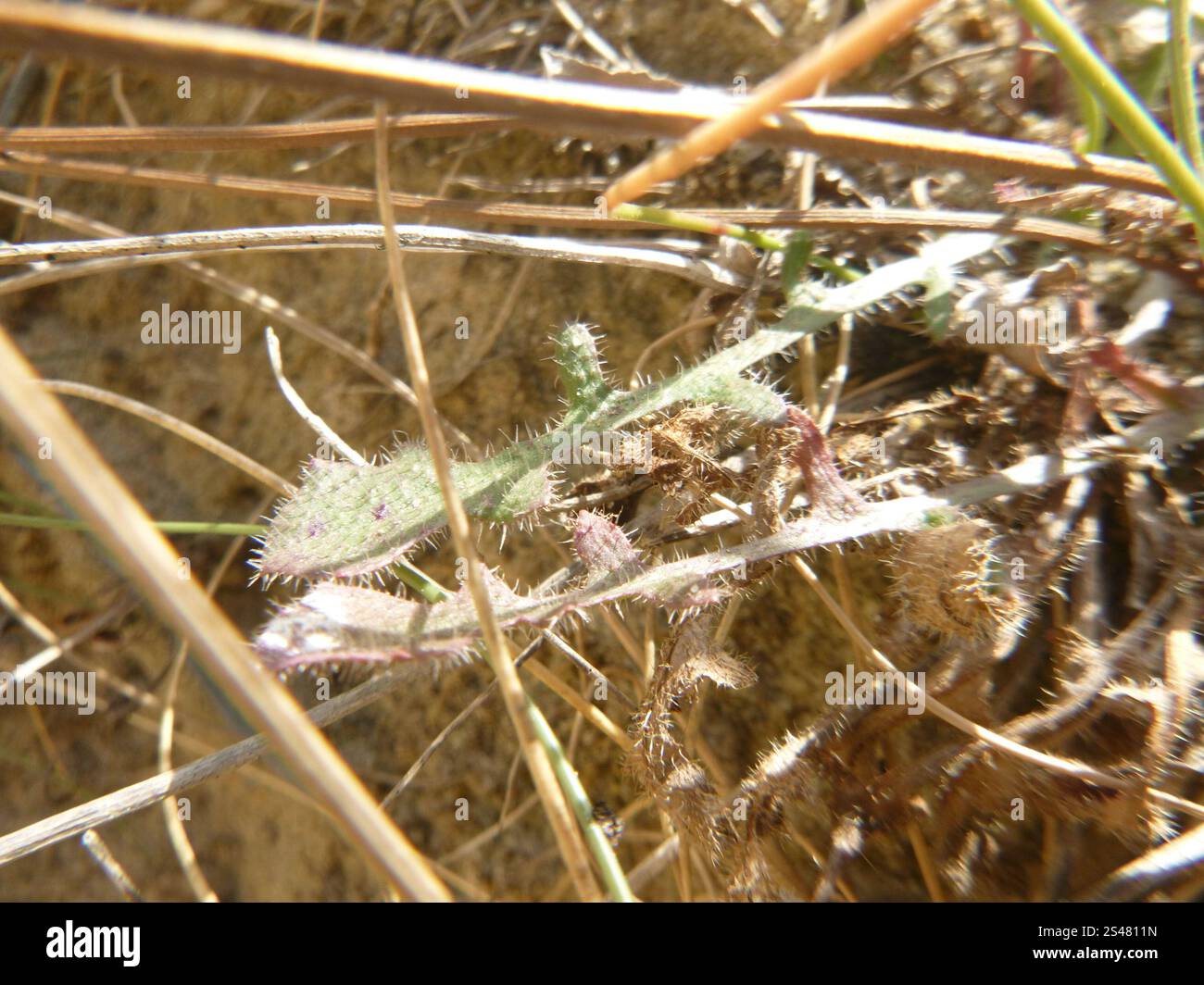 Common Cat's-ear (Hypochaeris radicata Stock Photo - Alamy
