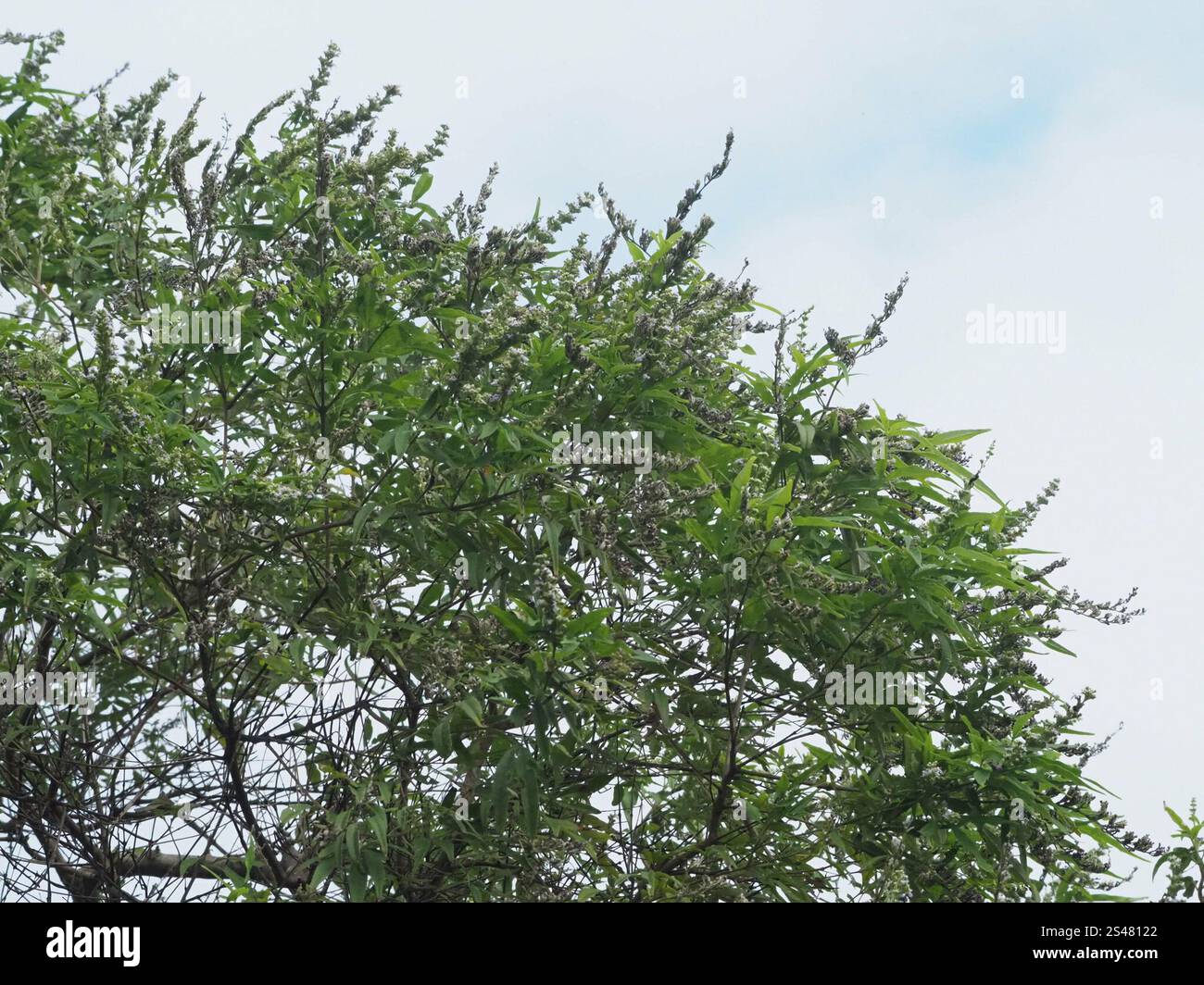 Five-leaved chaste tree (Vitex negundo Stock Photo - Alamy