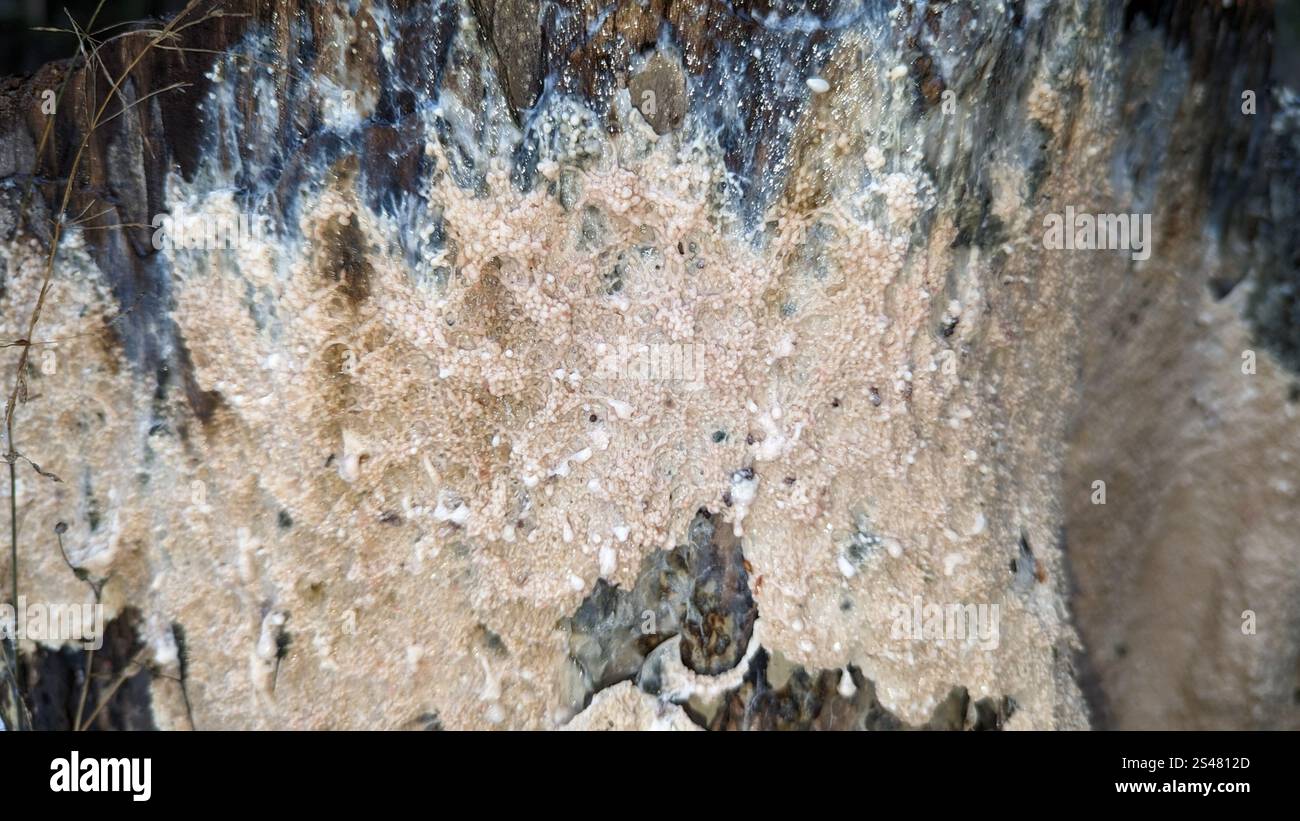 Tapioca Slime Mold (Brefeldia maxima Stock Photo - Alamy