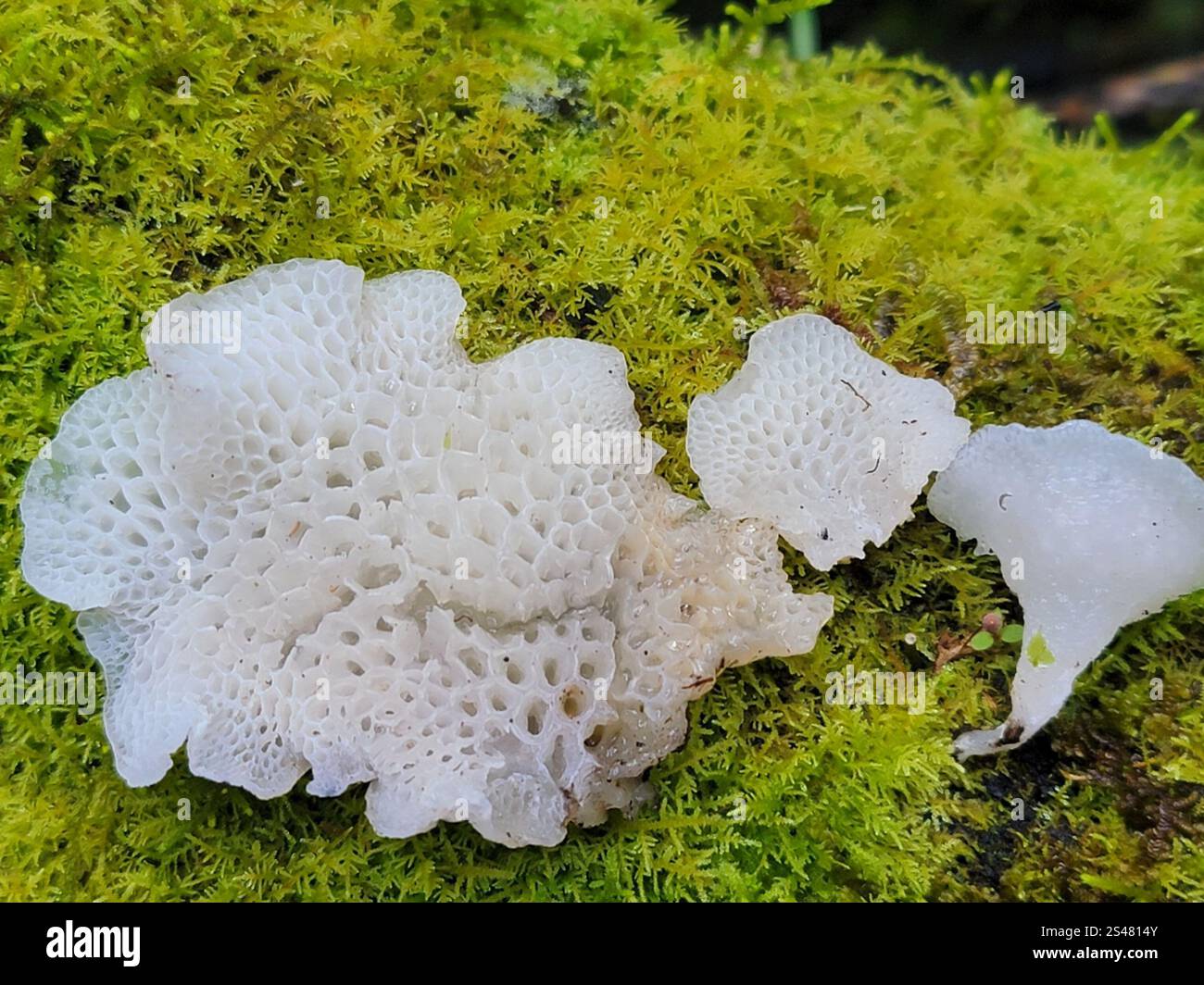 white porecap (Favolaschia pustulosa Stock Photo - Alamy