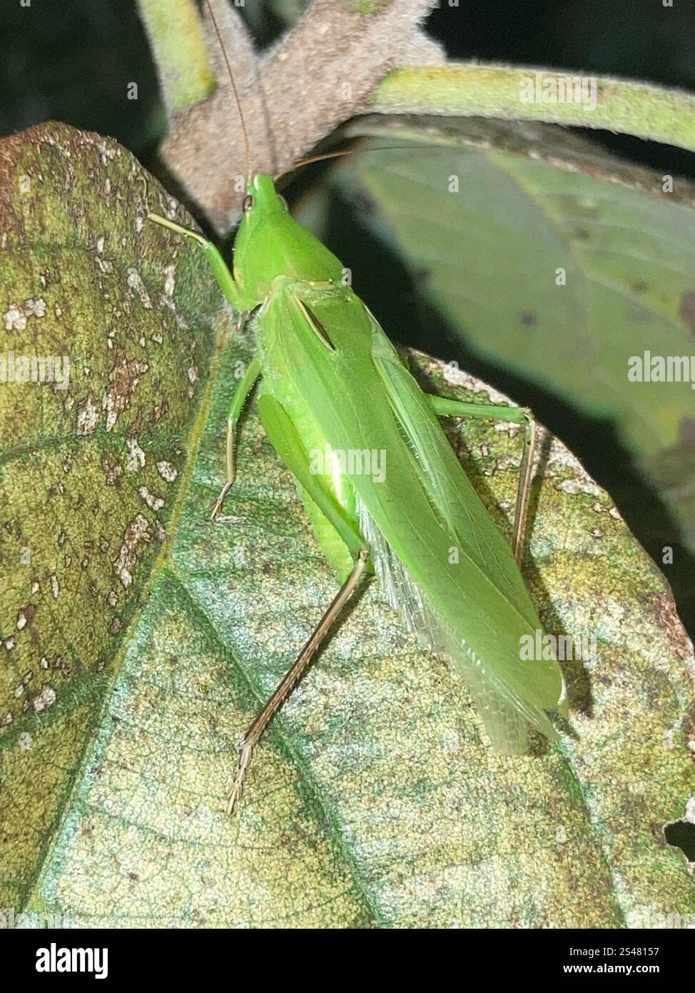Broad-tipped Conehead (Neoconocephalus triops Stock Photo - Alamy