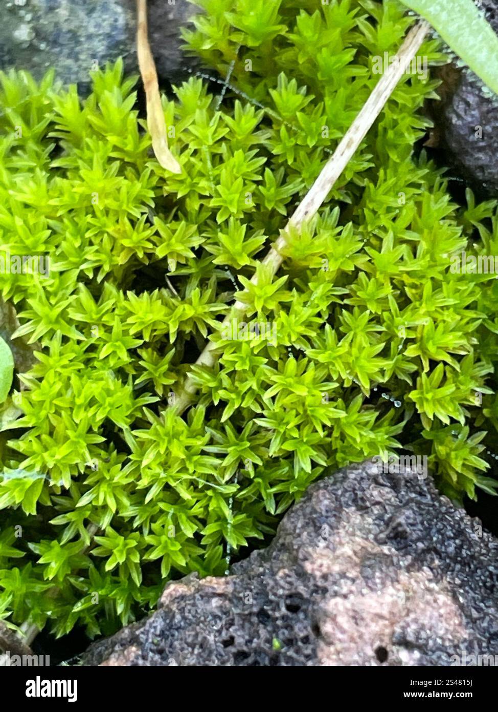 Bird's-Claw Beard-Moss (Barbula unguiculata Stock Photo - Alamy