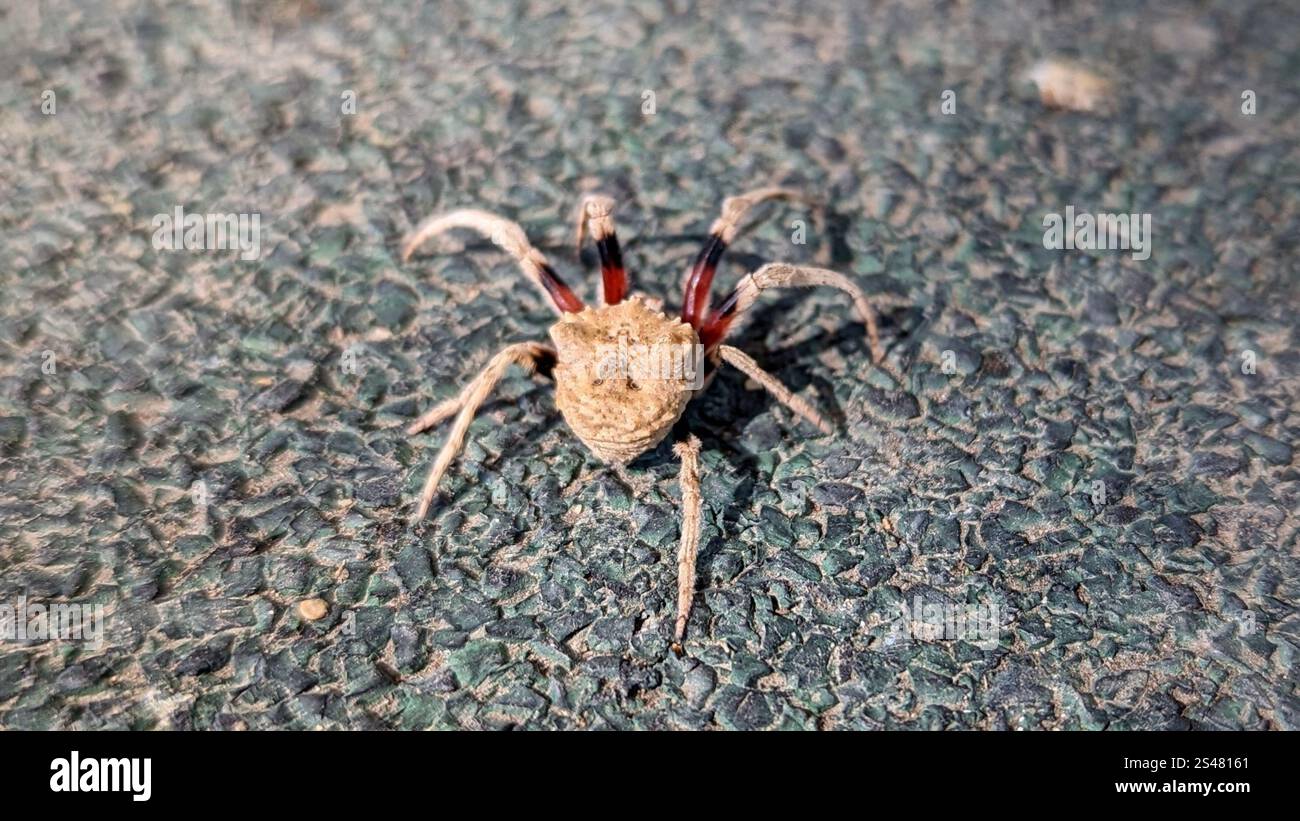 Poltys spider hi-res stock photography and images - Alamy