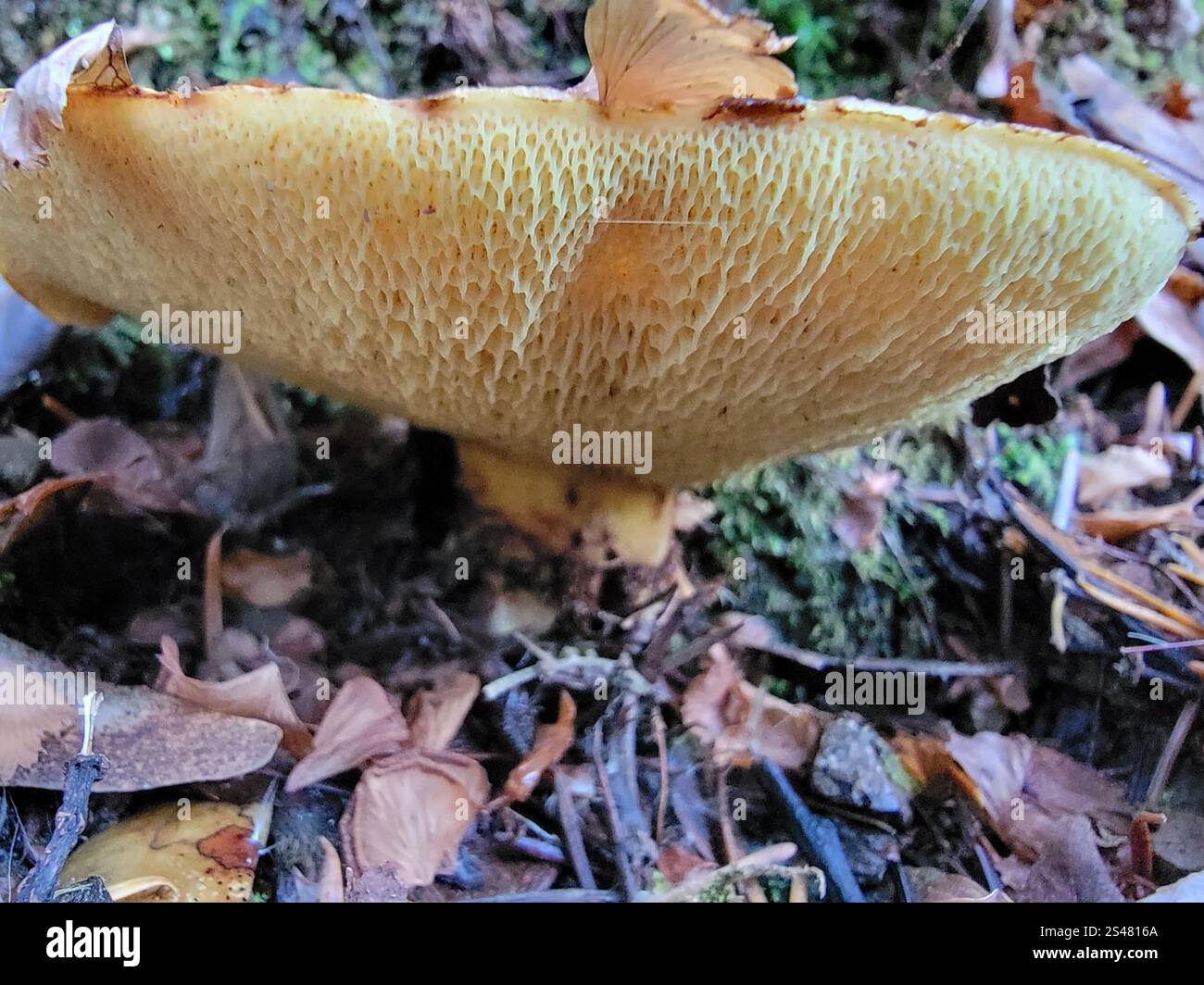 Fat Jack (Suillus caerulescens Stock Photo - Alamy