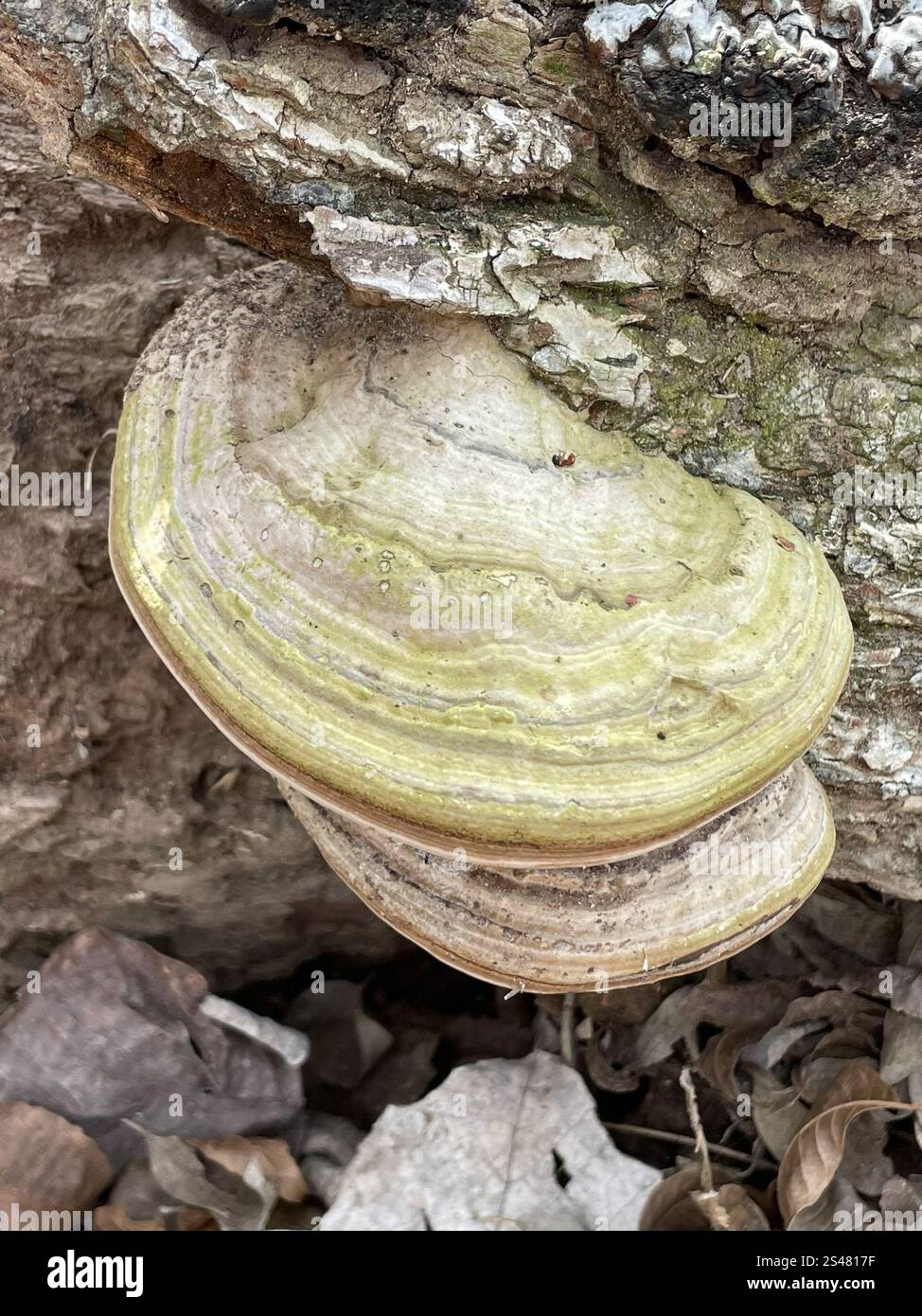 Southern Clam Shell (Fomes fasciatus Stock Photo - Alamy