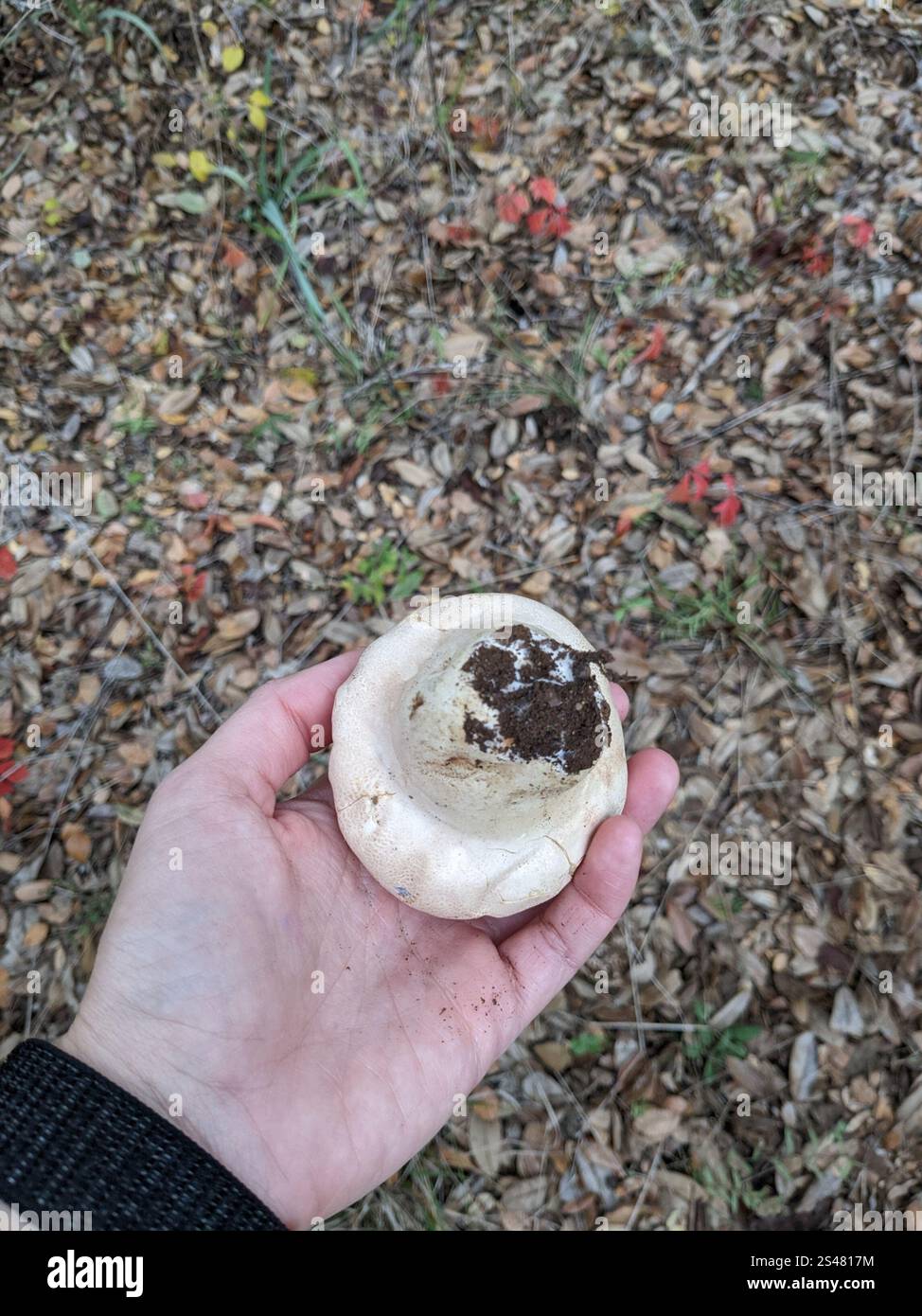 Purple-spored Puffball (Calvatia cyathiformis Stock Photo - Alamy