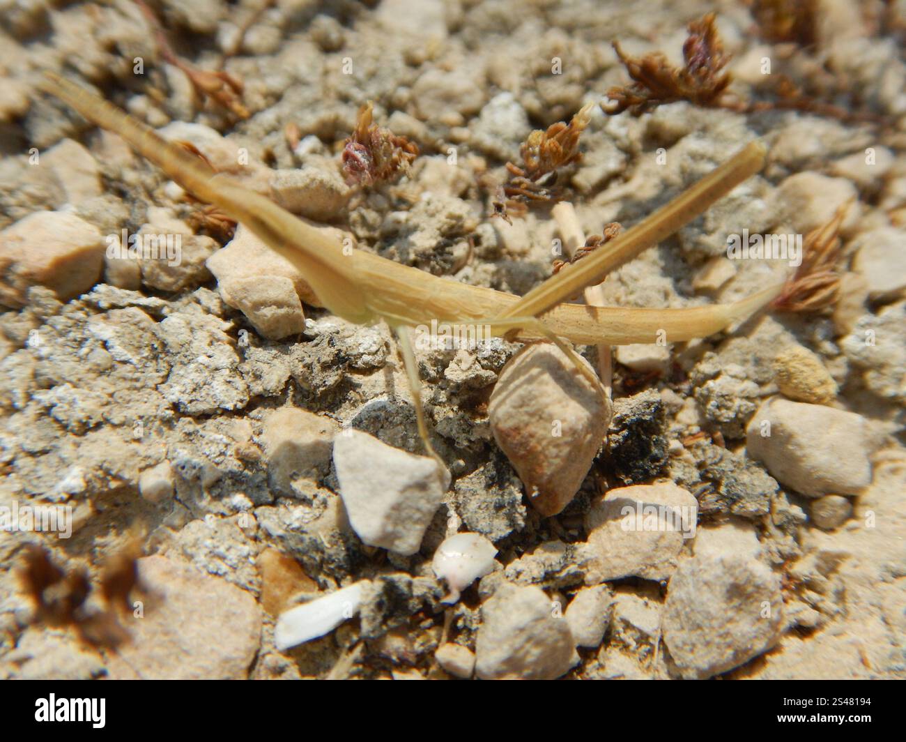 Mediterranean Slant-faced Grasshopper (Acrida ungarica Stock Photo - Alamy