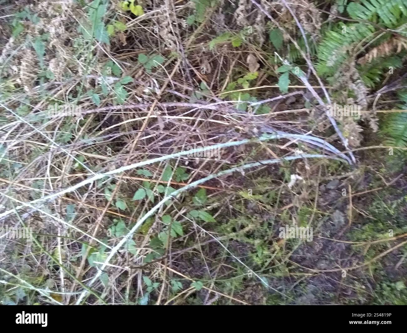 whitebark raspberry (Rubus leucodermis Stock Photo - Alamy