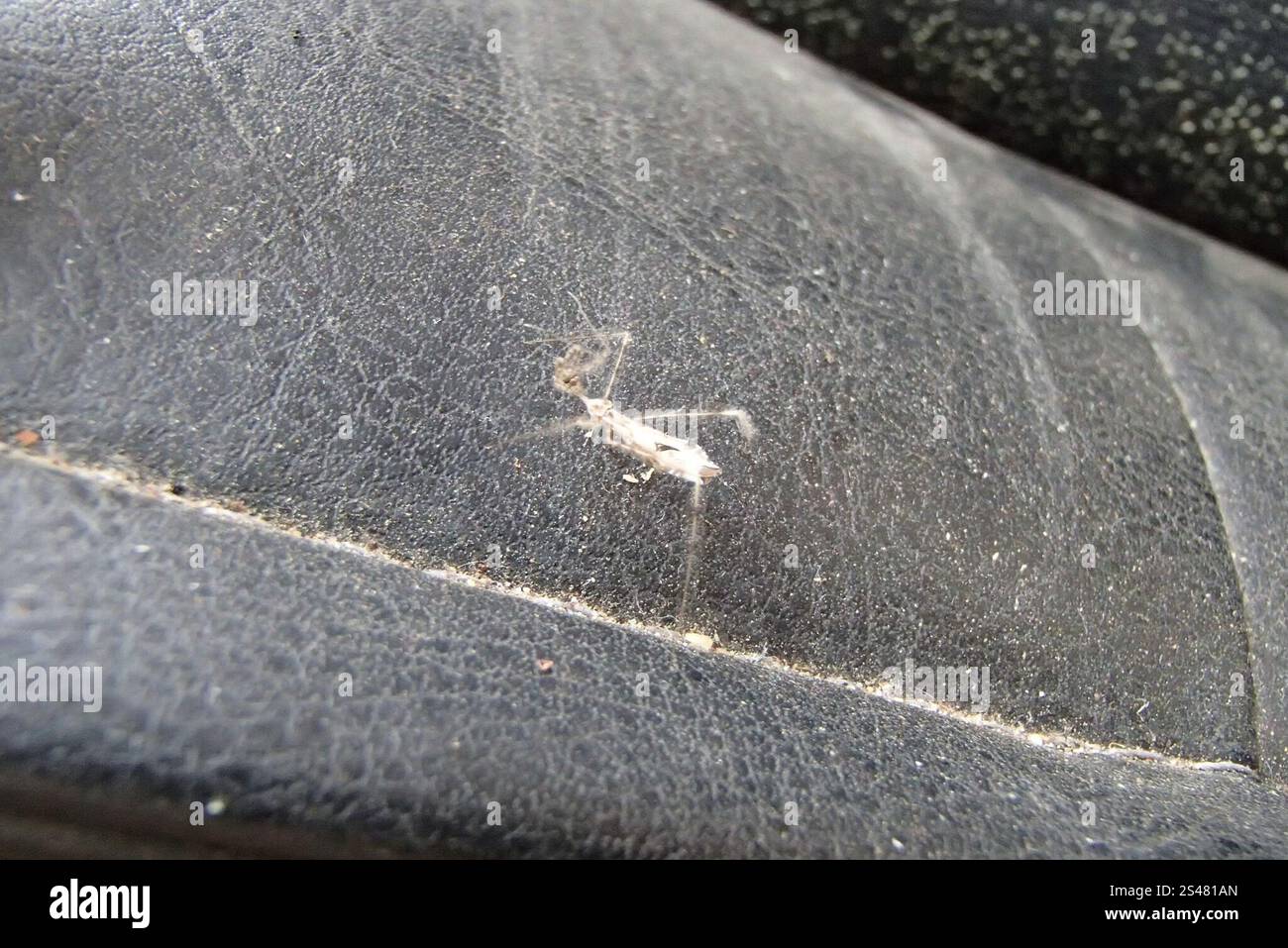Spider Assassin Bugs (Stenolemus Stock Photo - Alamy