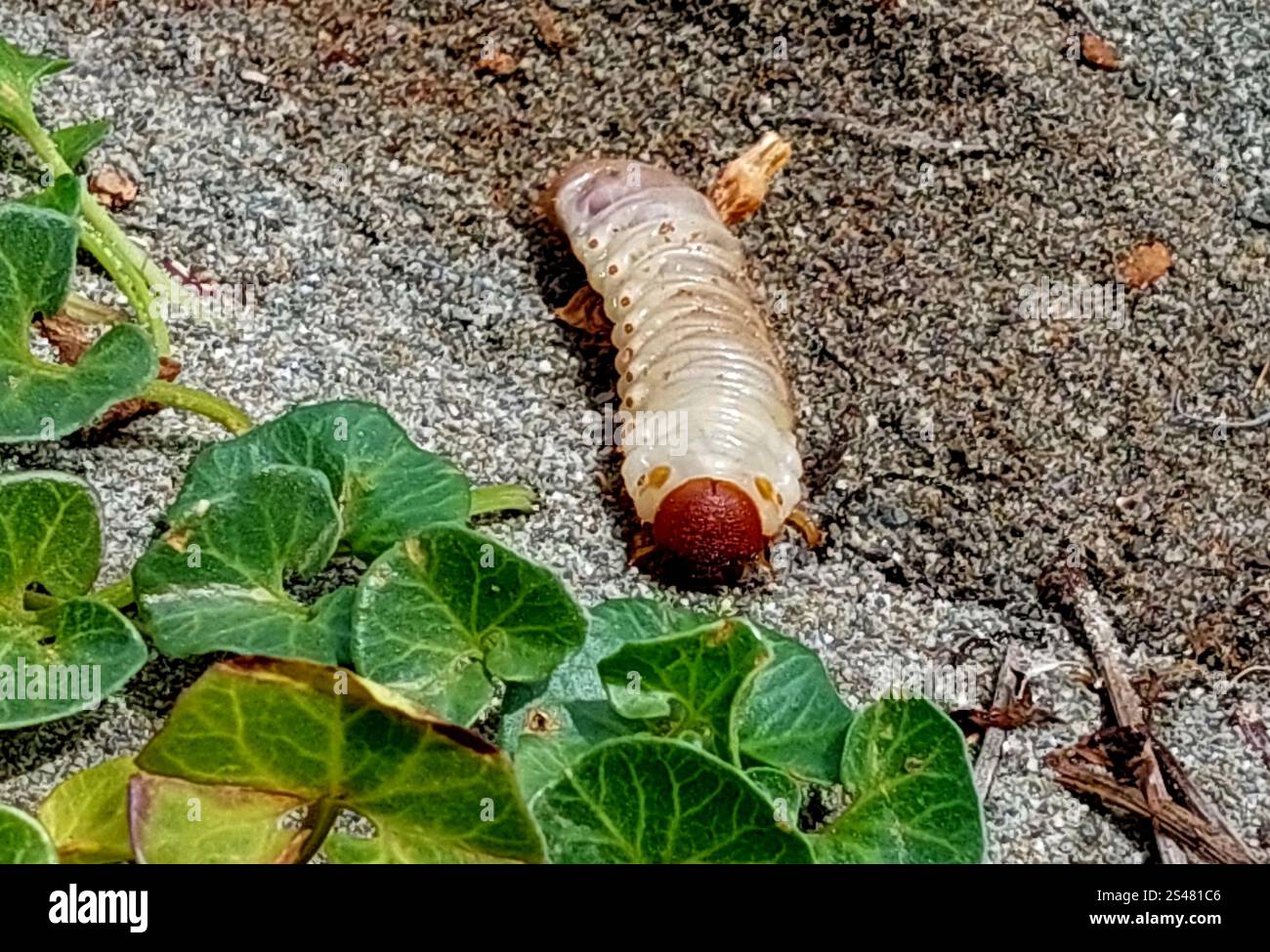 Large Sand Scarab (Pericoptus truncatus Stock Photo - Alamy