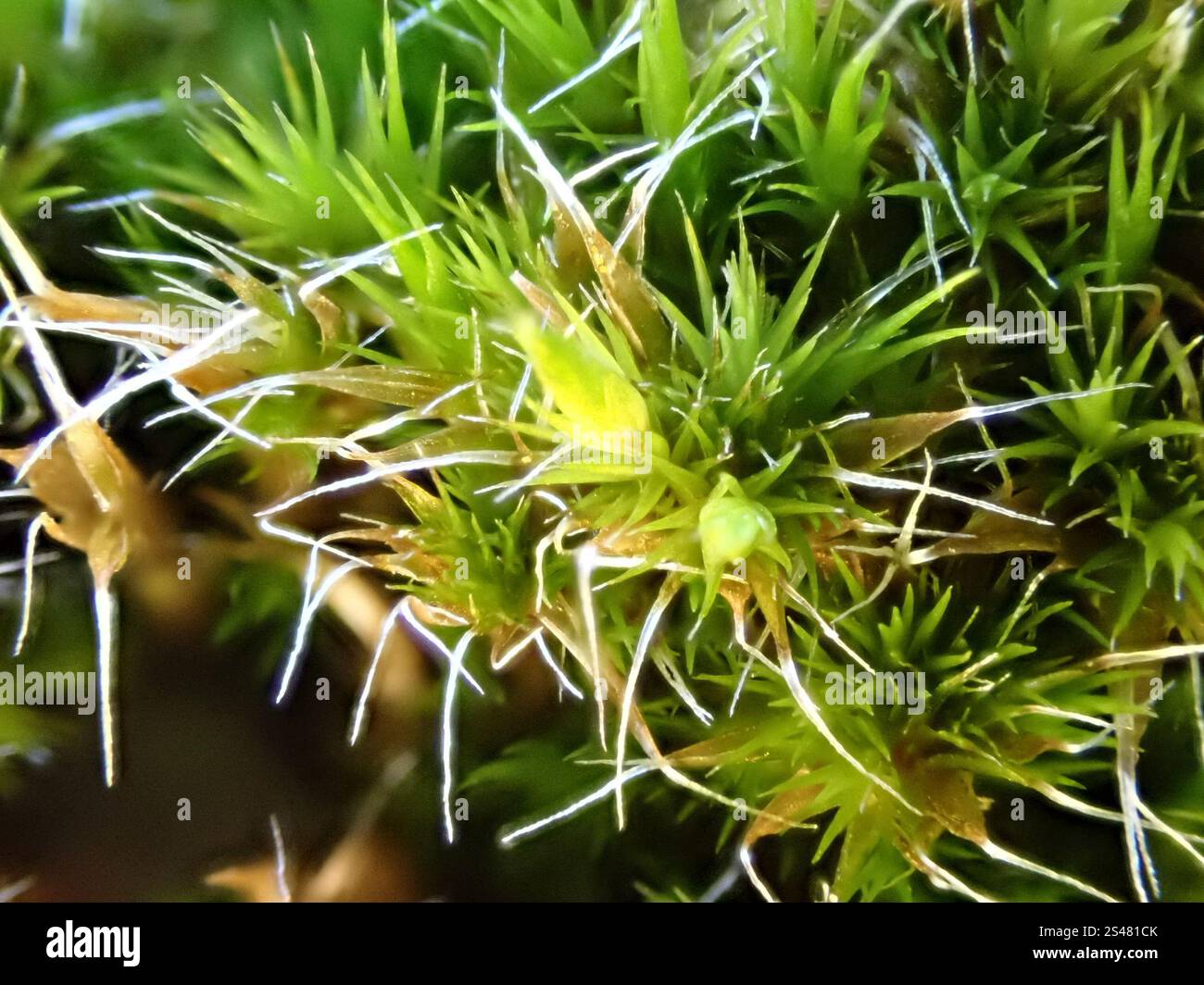 Heath Star-moss (Campylopus introflexus Stock Photo - Alamy
