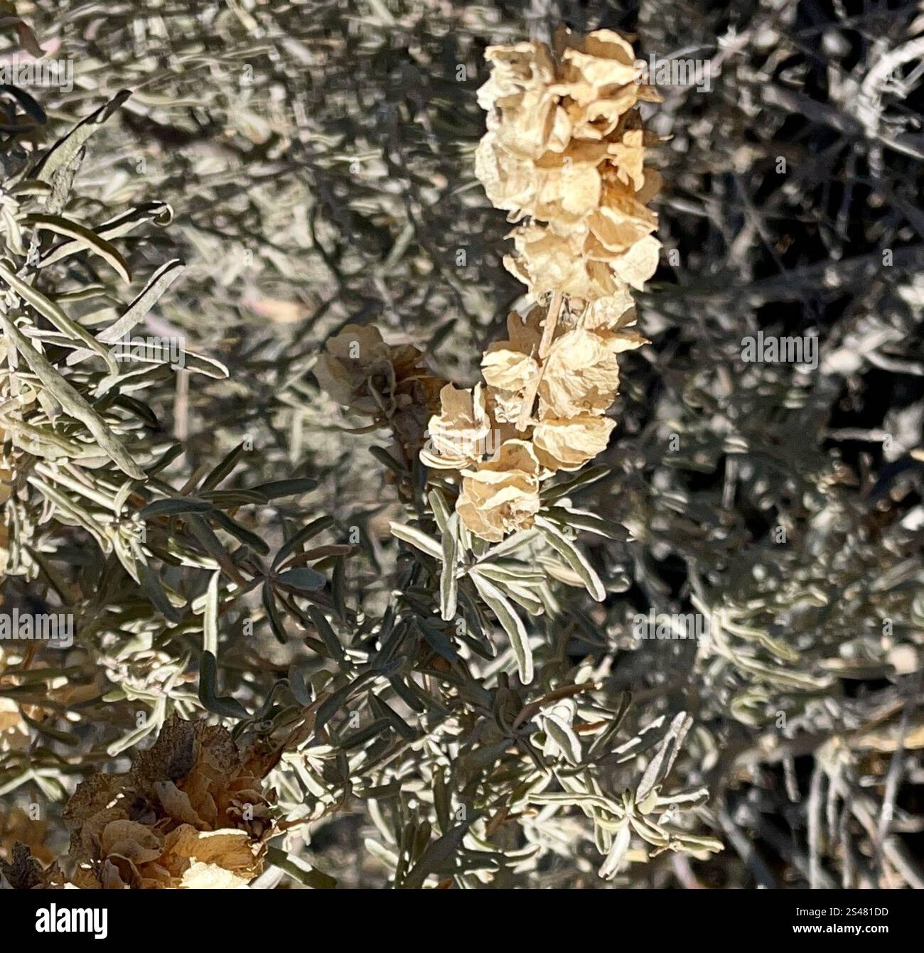 Fourwing Saltbush (Atriplex canescens Stock Photo - Alamy