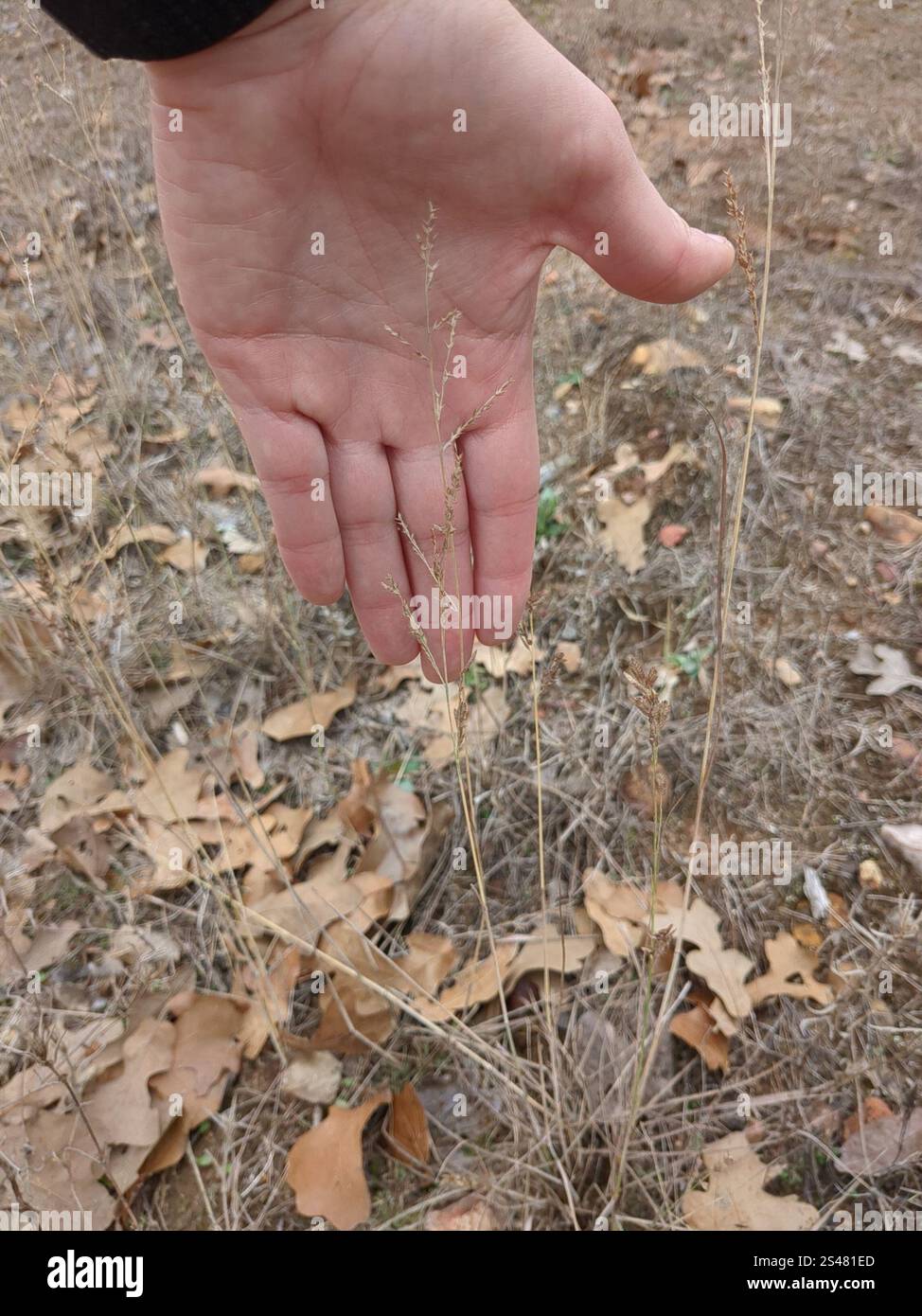 Red Lovegrass (Eragrostis secundiflora Stock Photo - Alamy