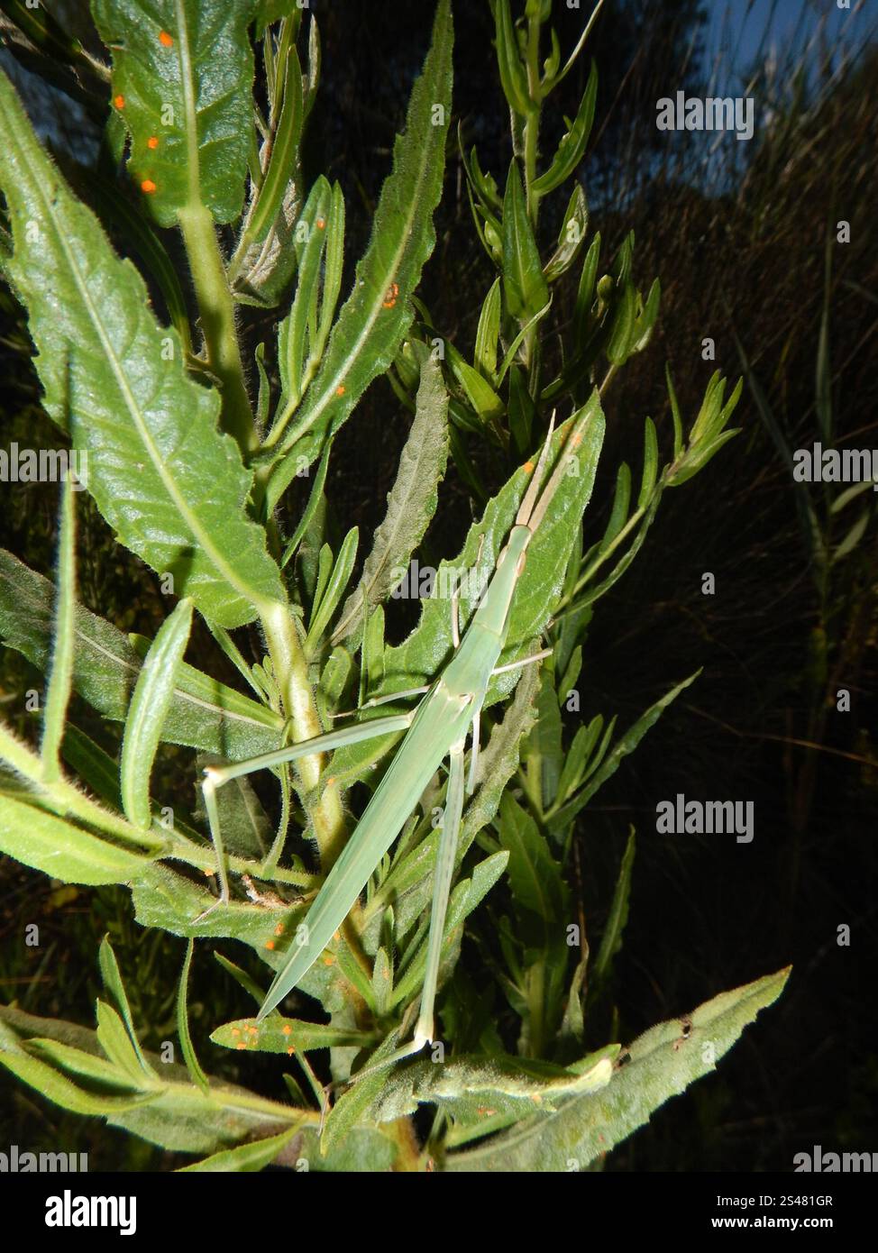 Mediterranean Slant-faced Grasshopper (Acrida ungarica Stock Photo - Alamy