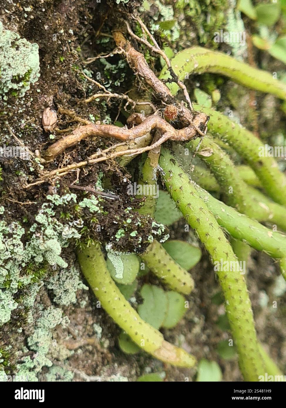 Mistletoe Cactus (Rhipsalis baccifera Stock Photo - Alamy