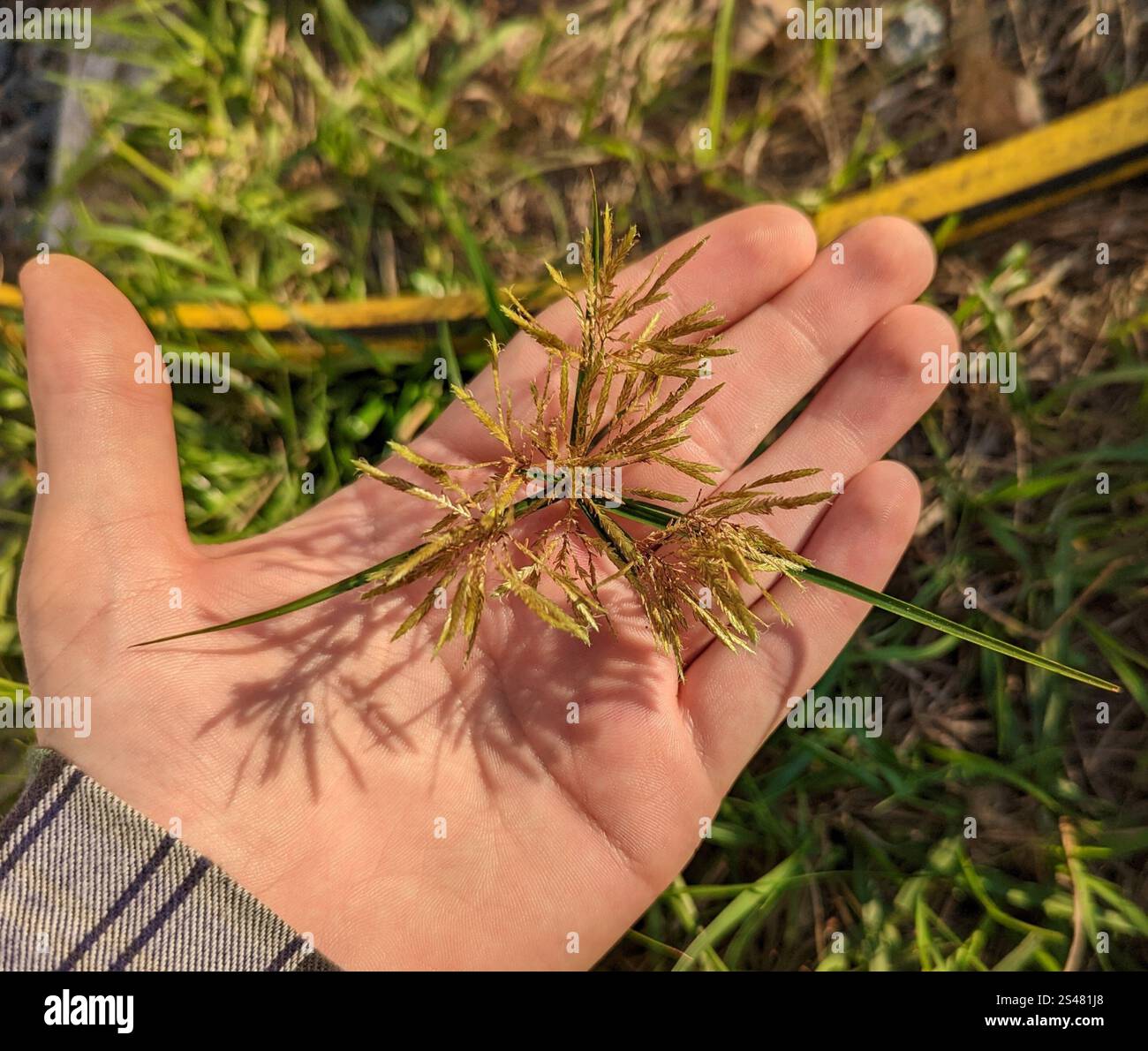 Bunchy flat-sedge (Cyperus polystachyos Stock Photo - Alamy