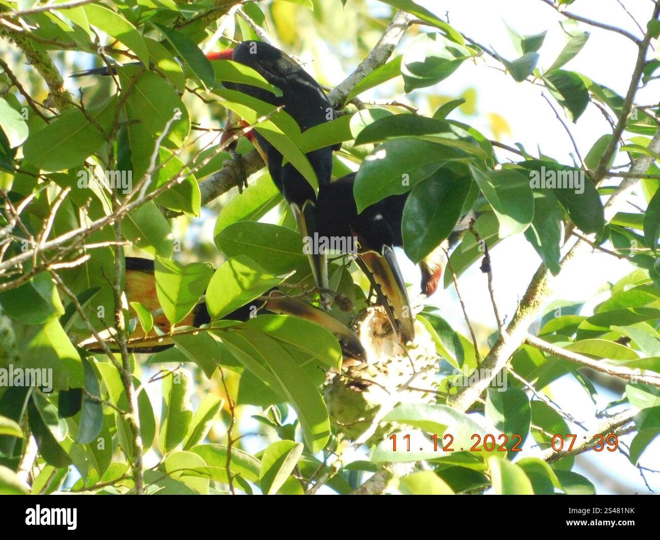 Collared Aracari (Pteroglossus torquatus Stock Photo - Alamy