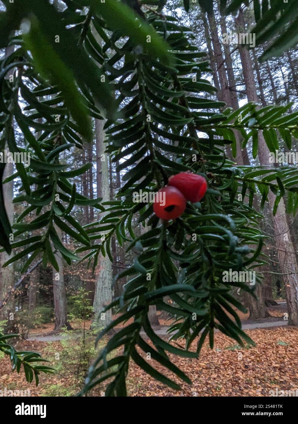 Pacific yew (Taxus brevifolia Stock Photo - Alamy