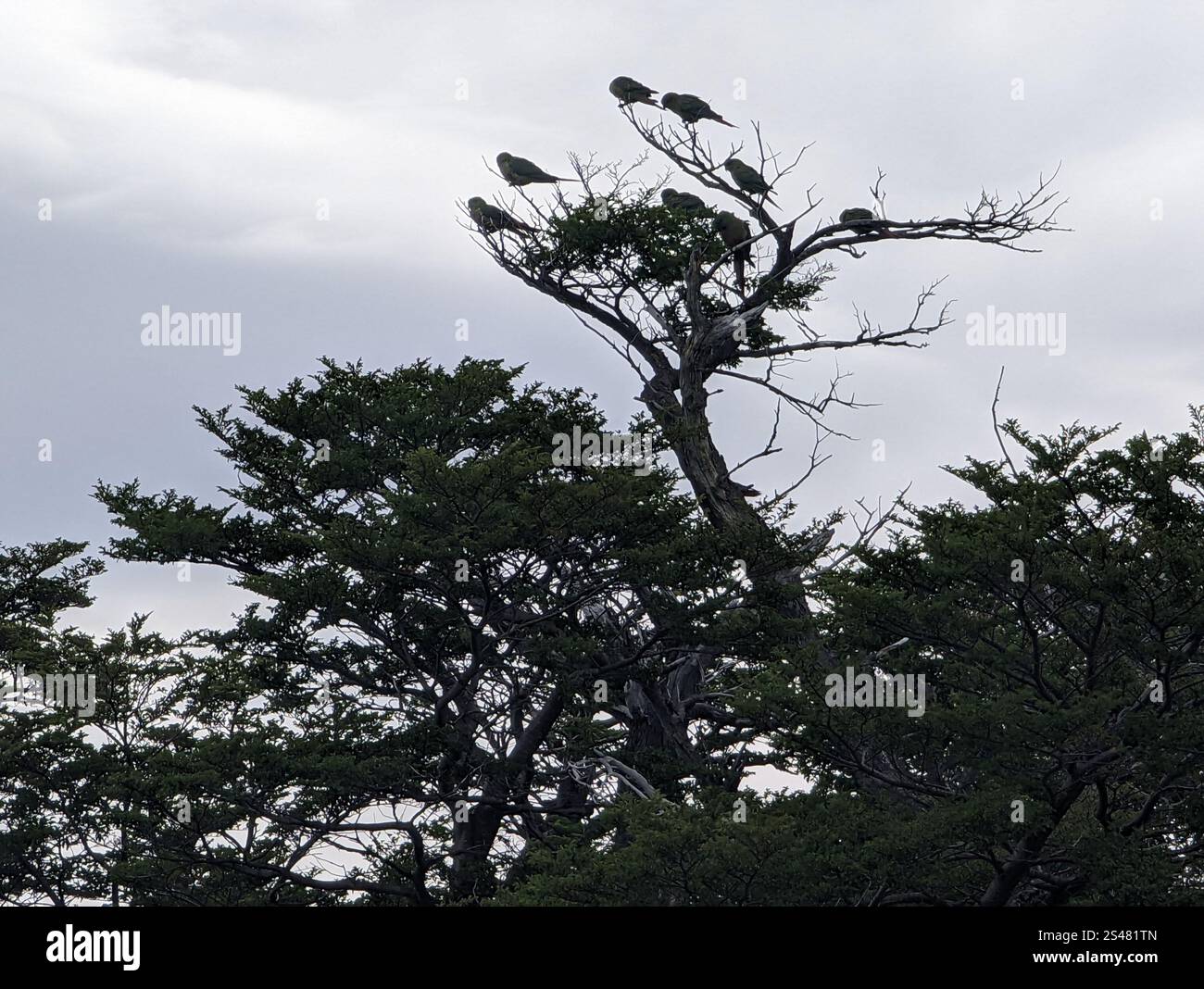 Austral Parakeet (Enicognathus ferrugineus Stock Photo - Alamy
