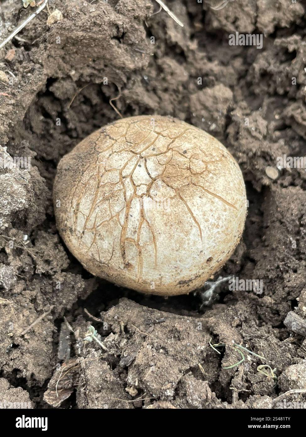 Onion Earthball (Scleroderma cepa Stock Photo - Alamy
